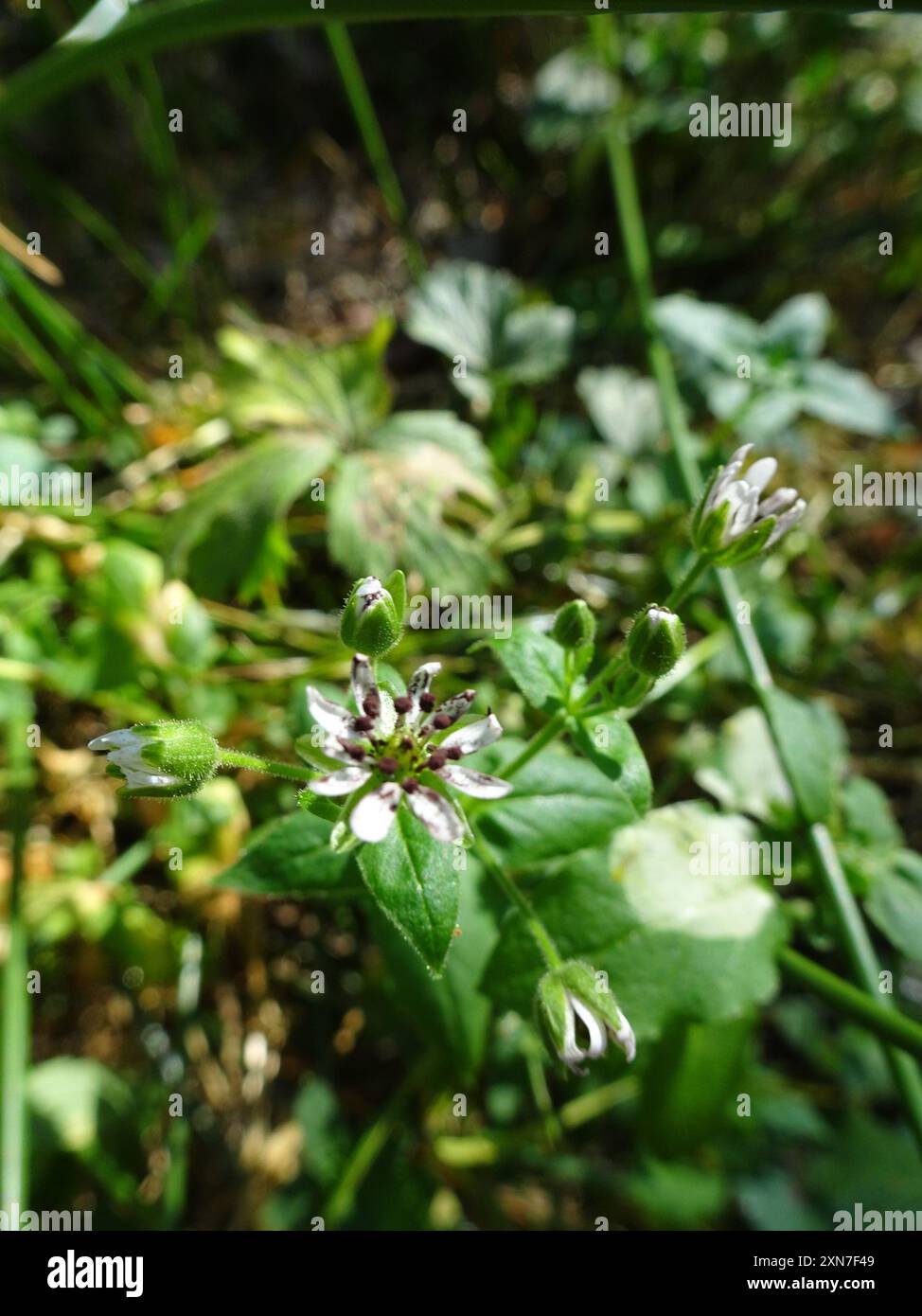Water Chickweed (Stellaria aquatica) Plantae Stock Photo - Alamy