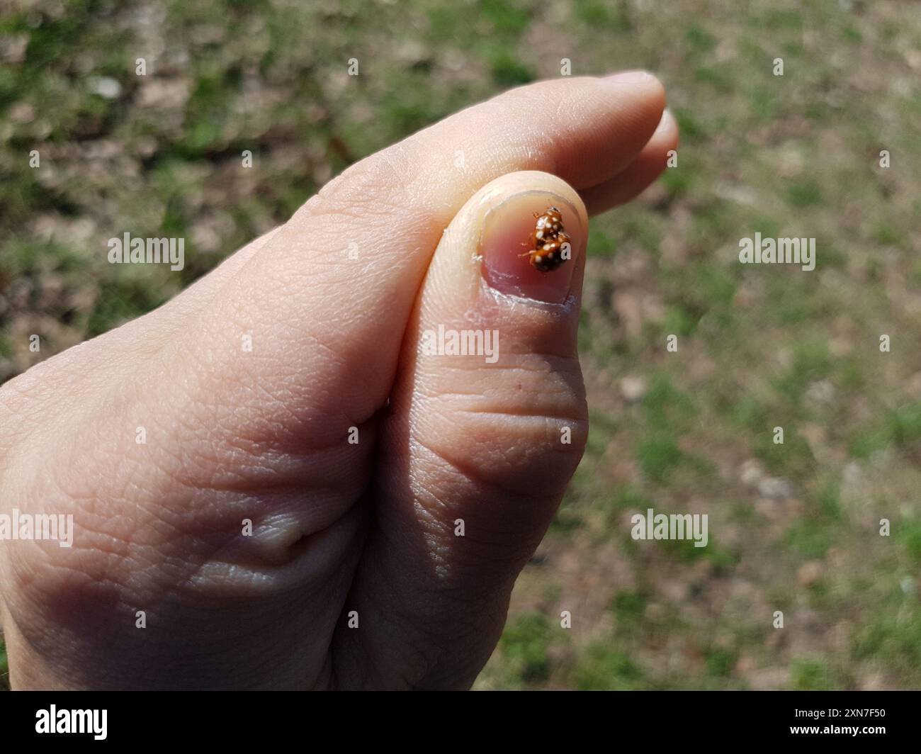 Cream-spotted Ladybird (Calvia quatuordecimguttata) Insecta Stock Photo ...