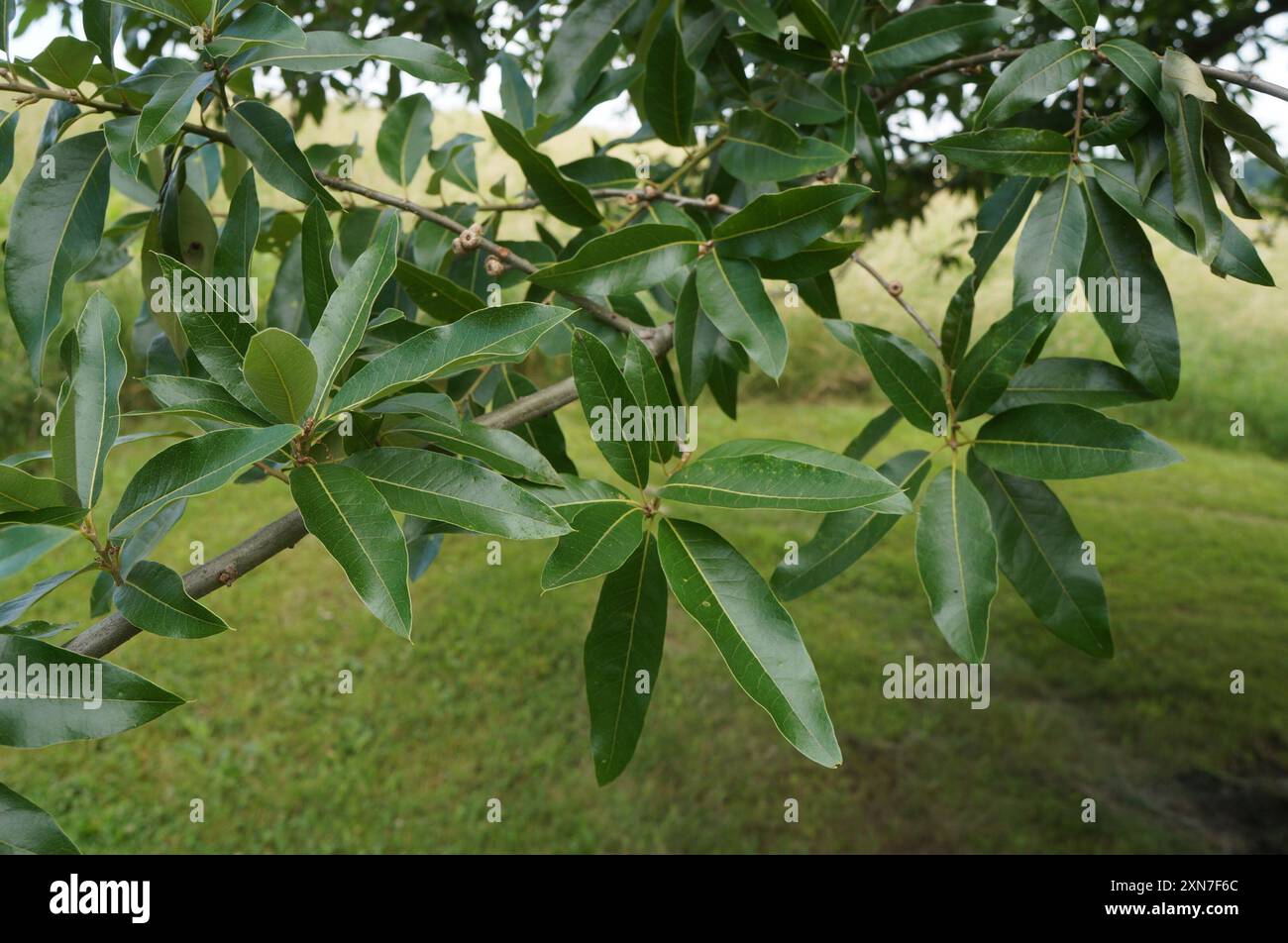 shingle oak (Quercus imbricaria) Plantae Stock Photo - Alamy