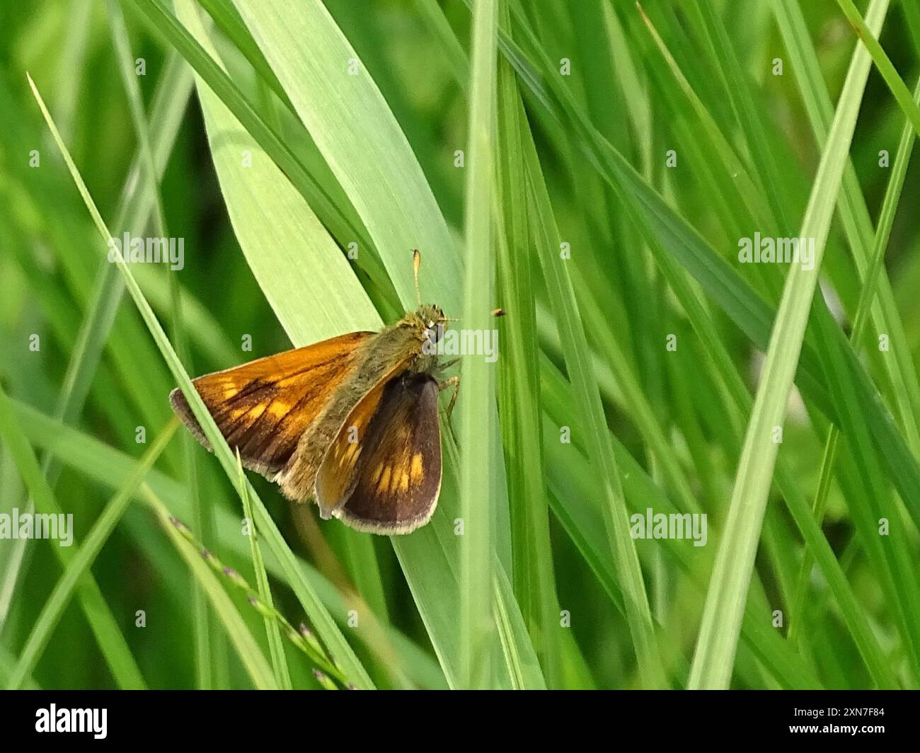Long Dash (Polites mystic) Insecta Stock Photo - Alamy