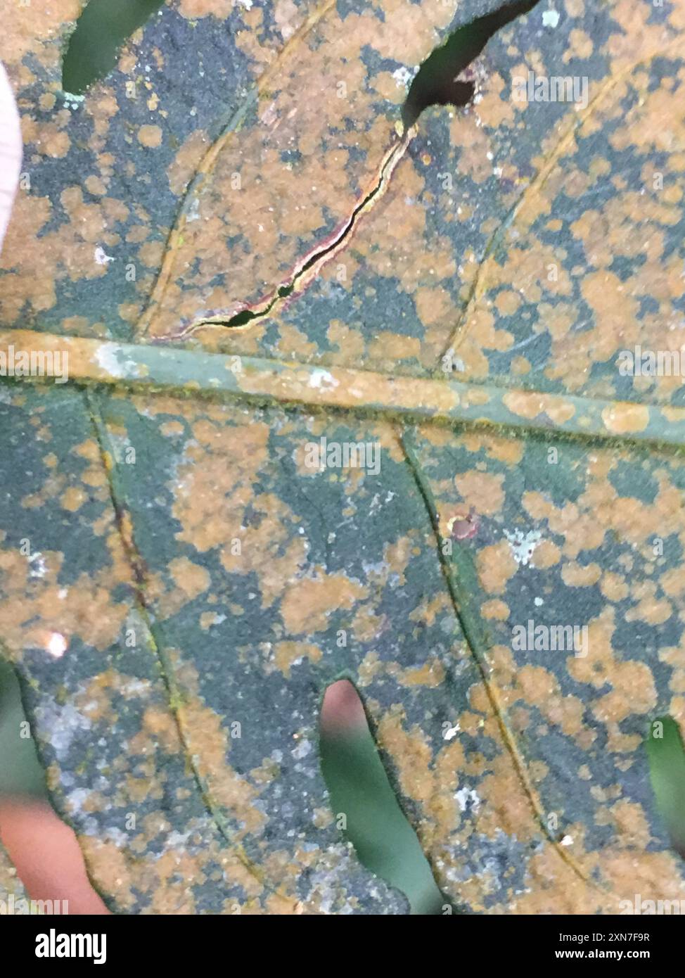 rust fungi (Pucciniales) Fungi Stock Photo - Alamy