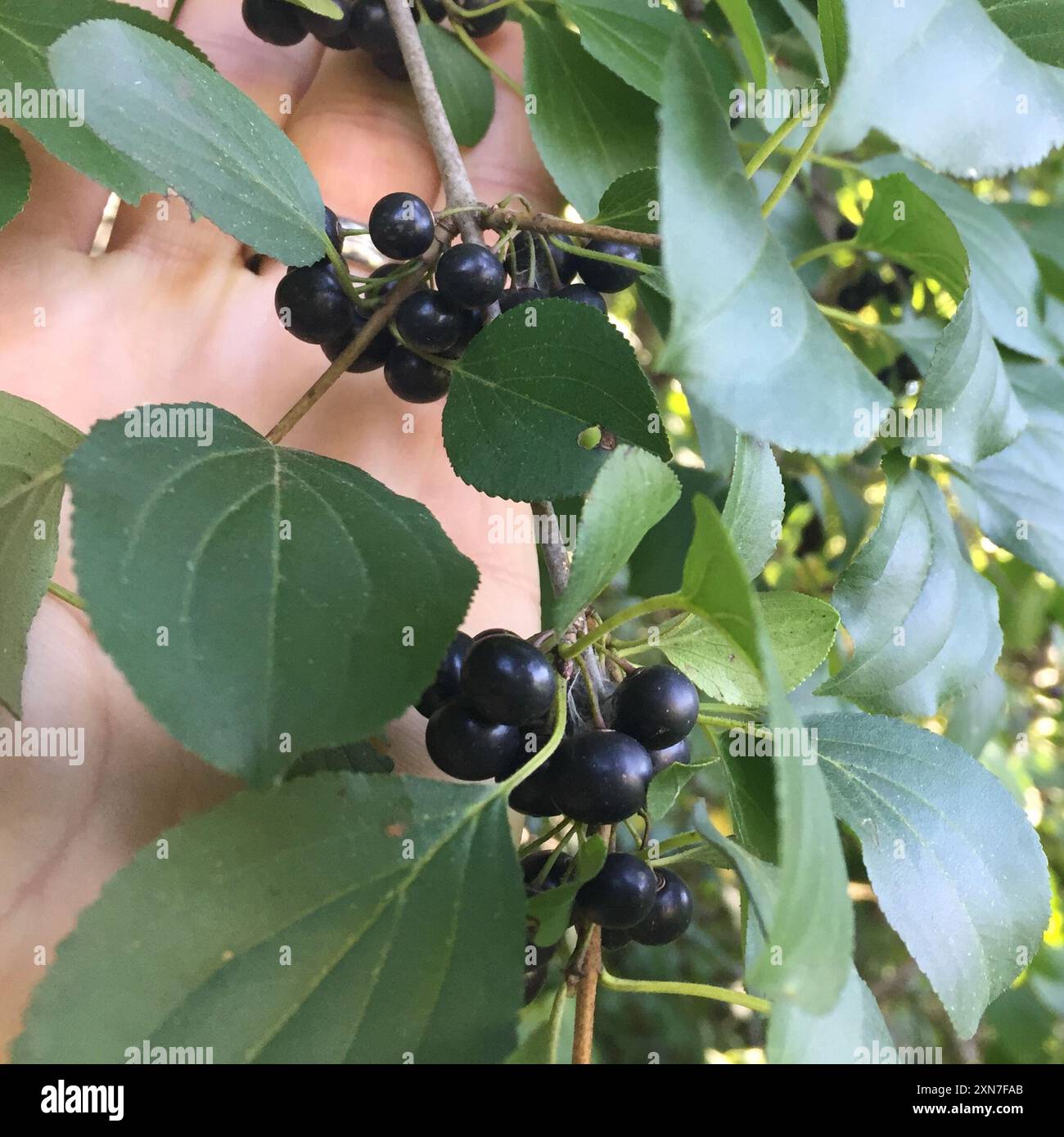 common buckthorn (Rhamnus cathartica) Plantae Stock Photo - Alamy