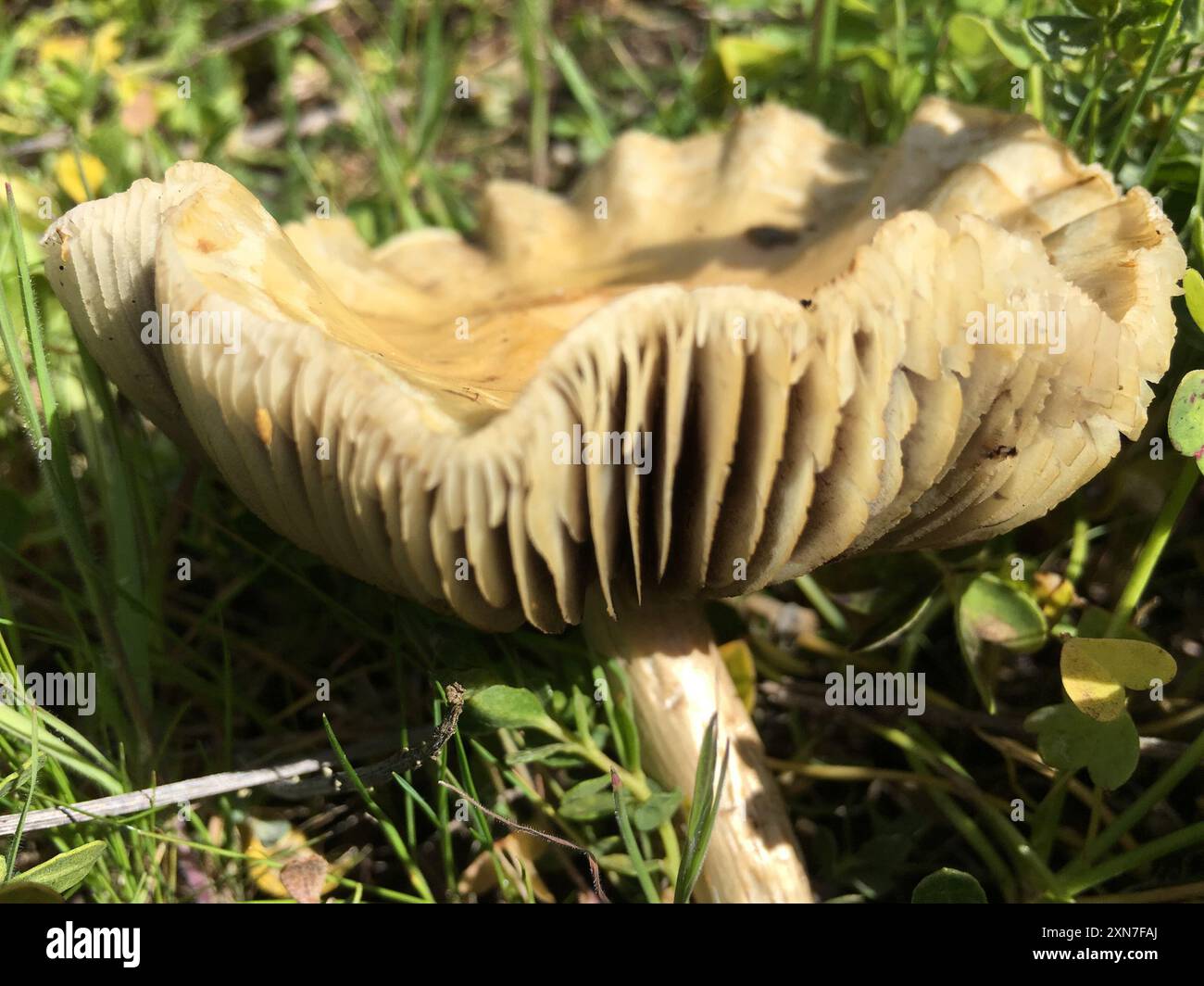 Spring Fieldcap (Agrocybe praecox) Fungi Stock Photo - Alamy