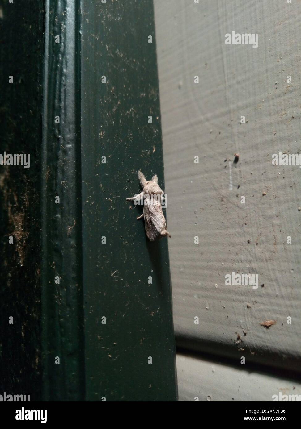 Anna Carpenterworm Moth (Givira anna) Insecta Stock Photo - Alamy