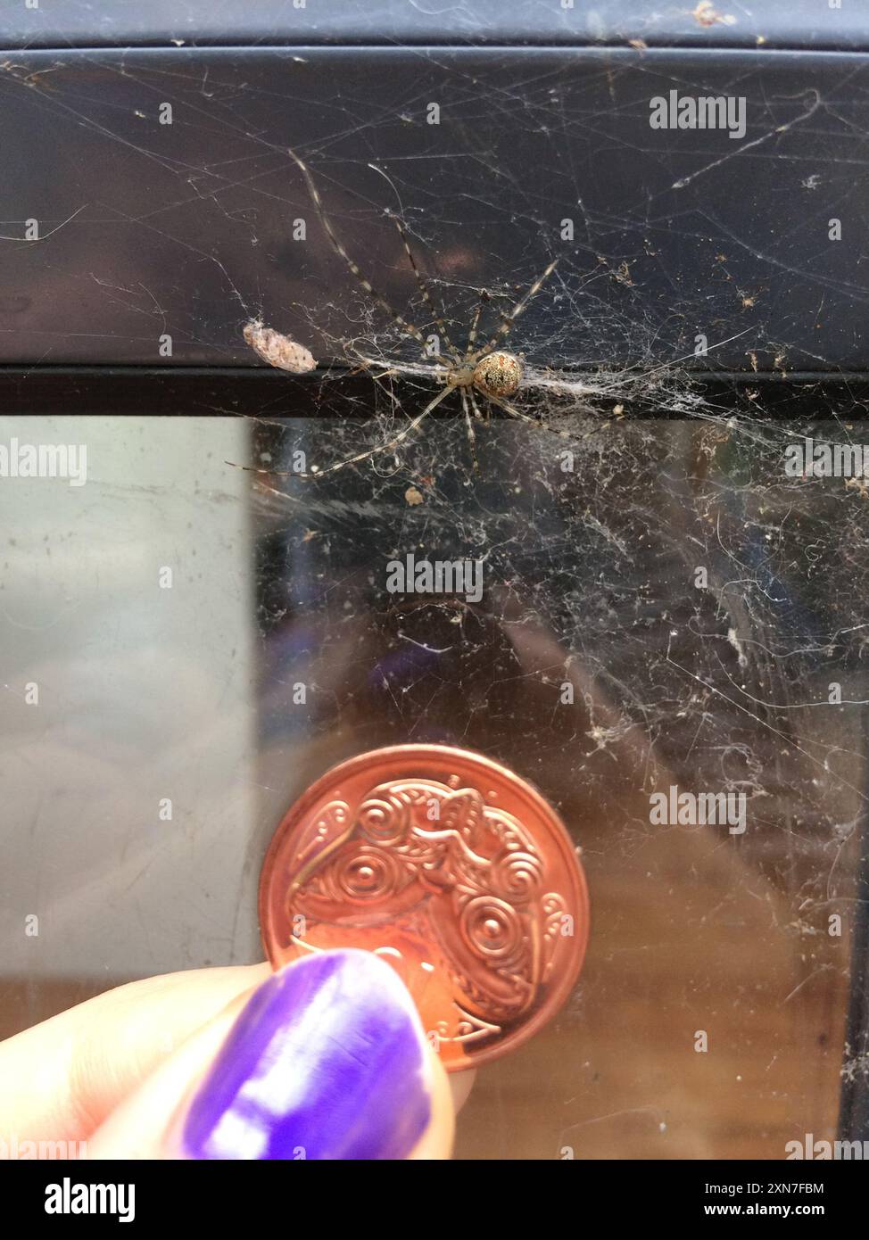 White porch spider (Cryptachaea gigantipes) Arachnida Stock Photo - Alamy