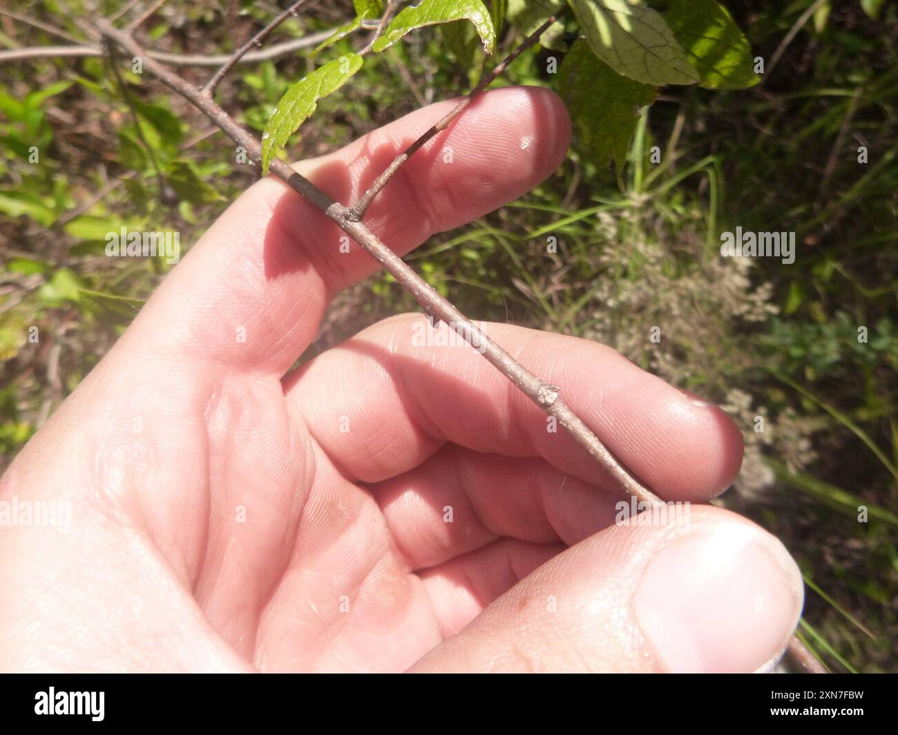 Dwarf Hackberry (Celtis tenuifolia) Plantae Stock Photo - Alamy