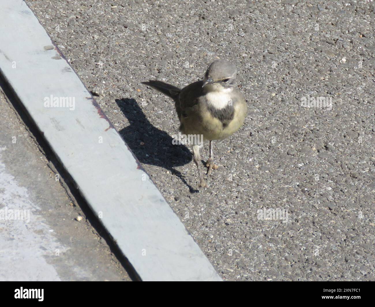 Common Cape Wagtail (Motacilla capensis capensis) Aves Stock Photo - Alamy