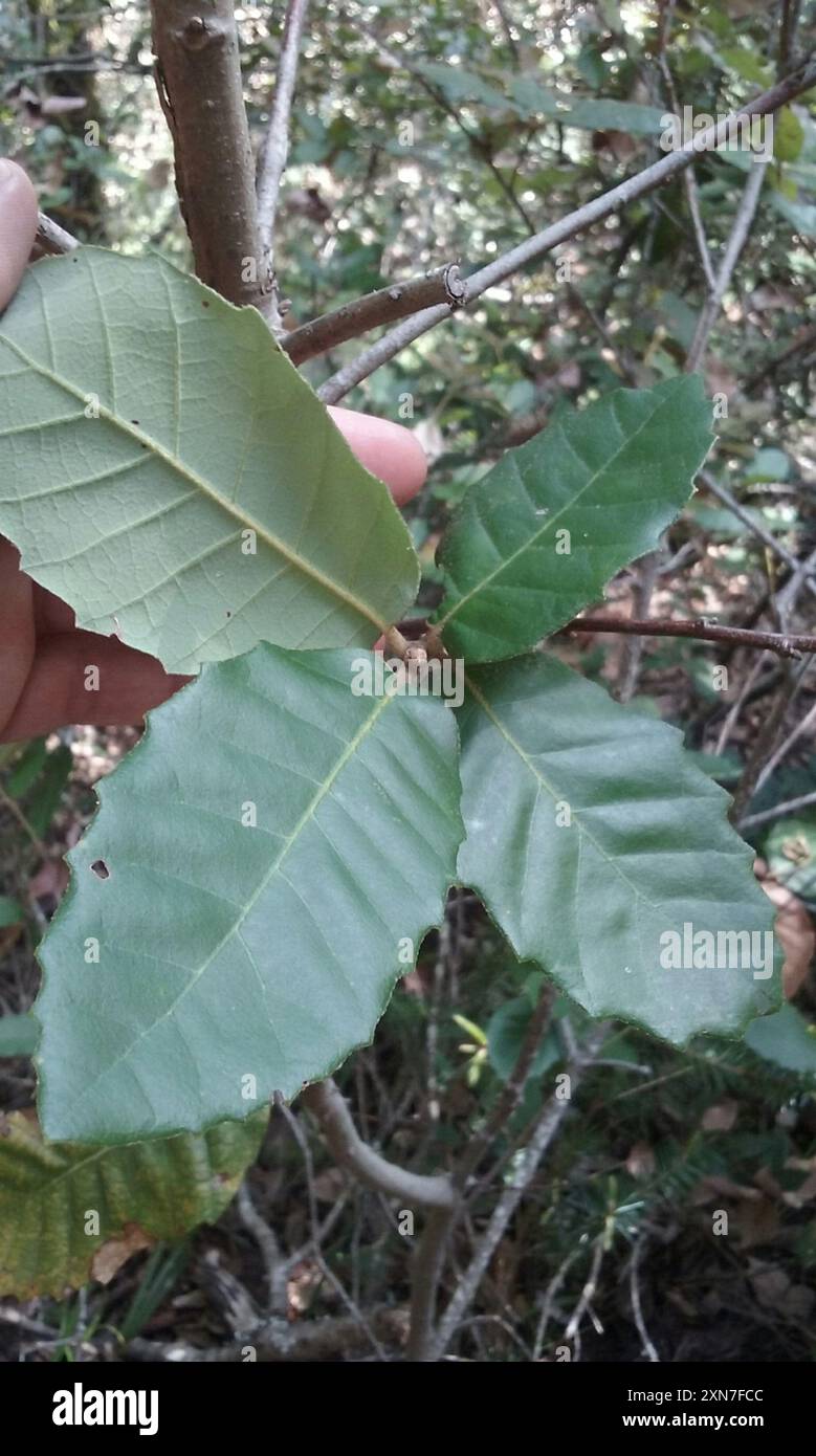 Tanoak (Notholithocarpus densiflorus) Plantae Stock Photo - Alamy