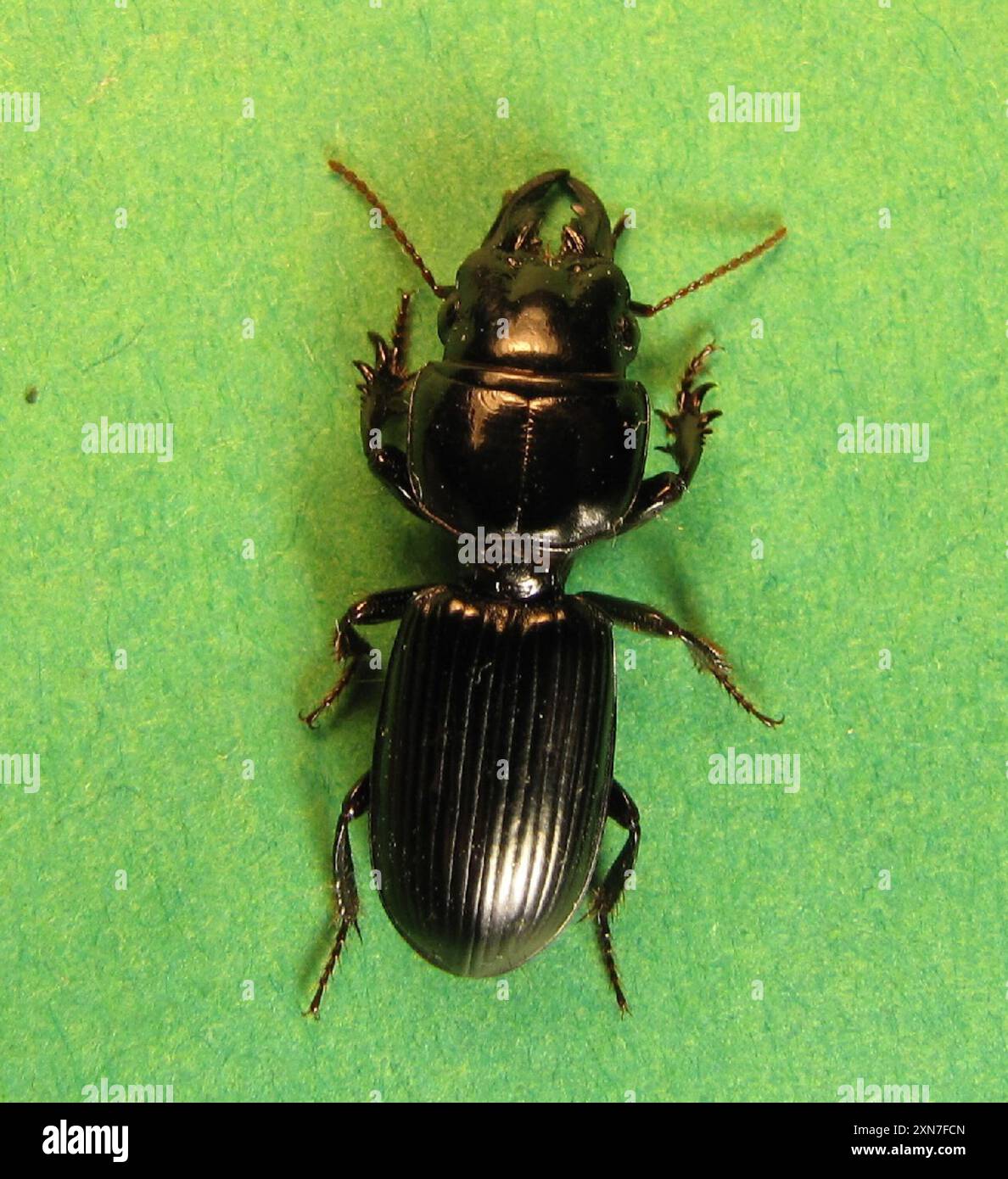 Big-headed Ground Beetle (Scarites subterraneus) Insecta Stock Photo ...