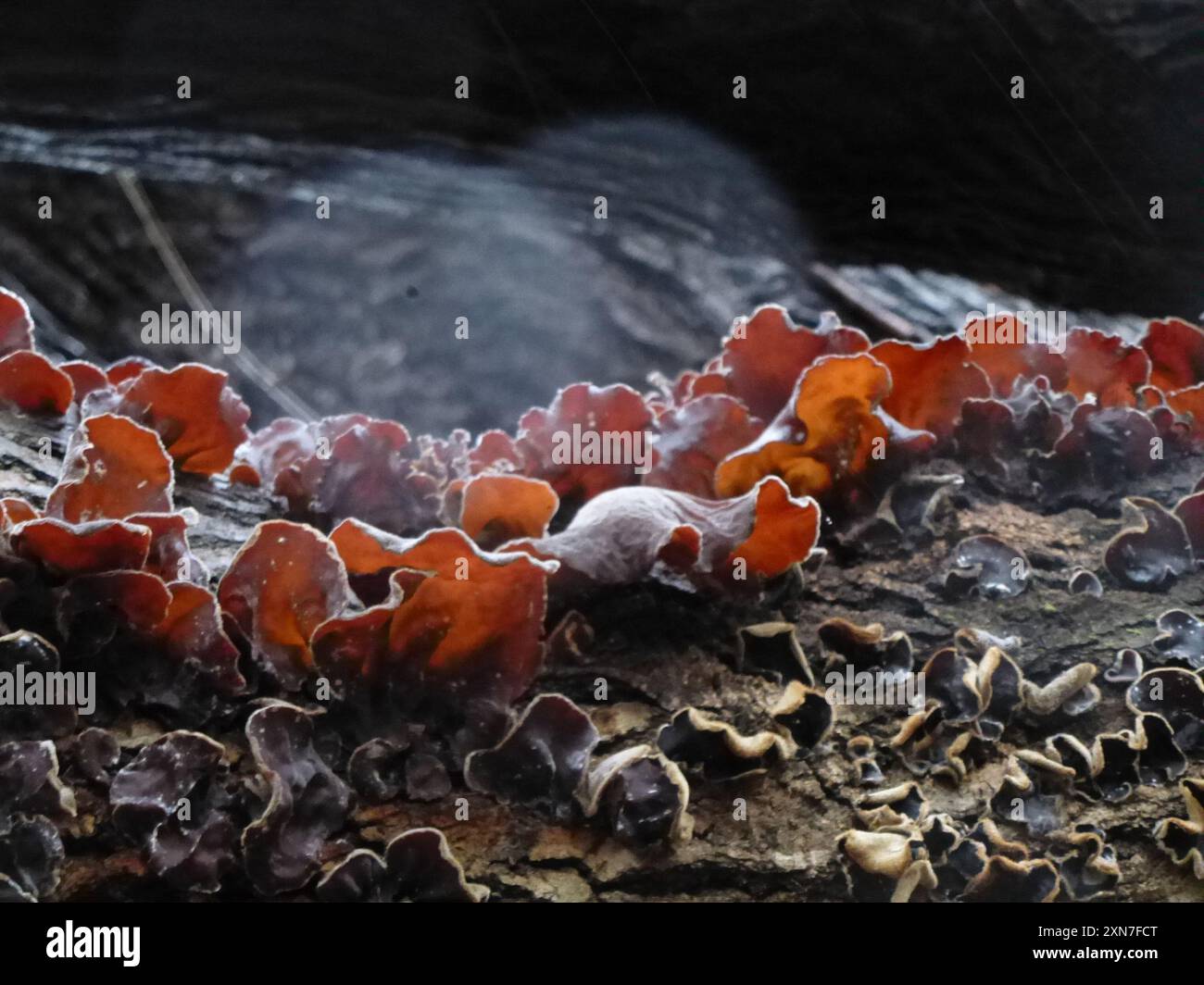 Jelly Tree Ear (Auricularia americana) Fungi Stock Photo - Alamy