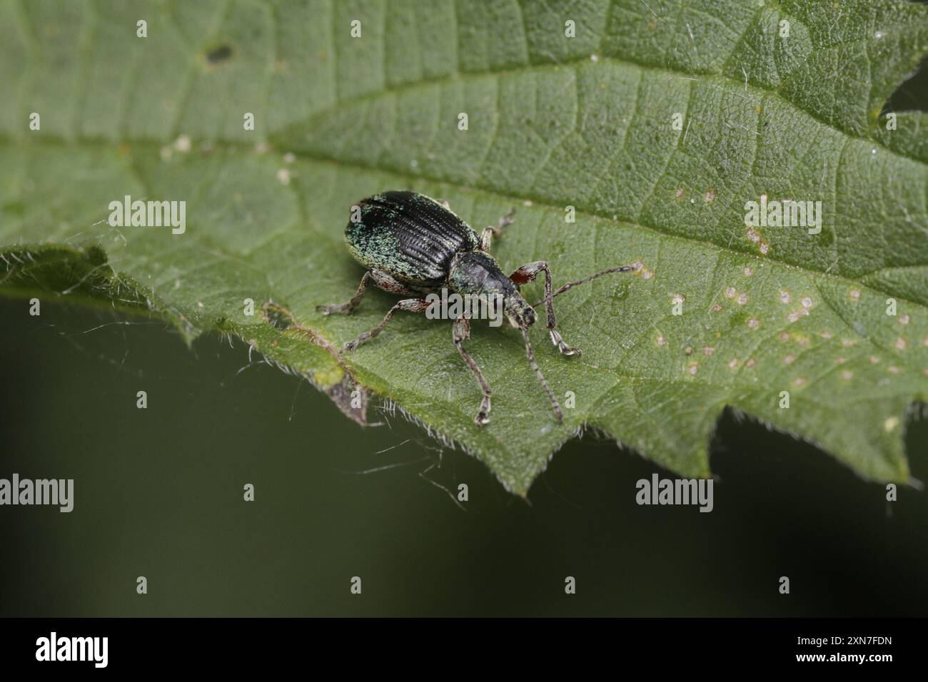 Nettle weevil (Phyllobius pomaceus) Insecta Stock Photo - Alamy