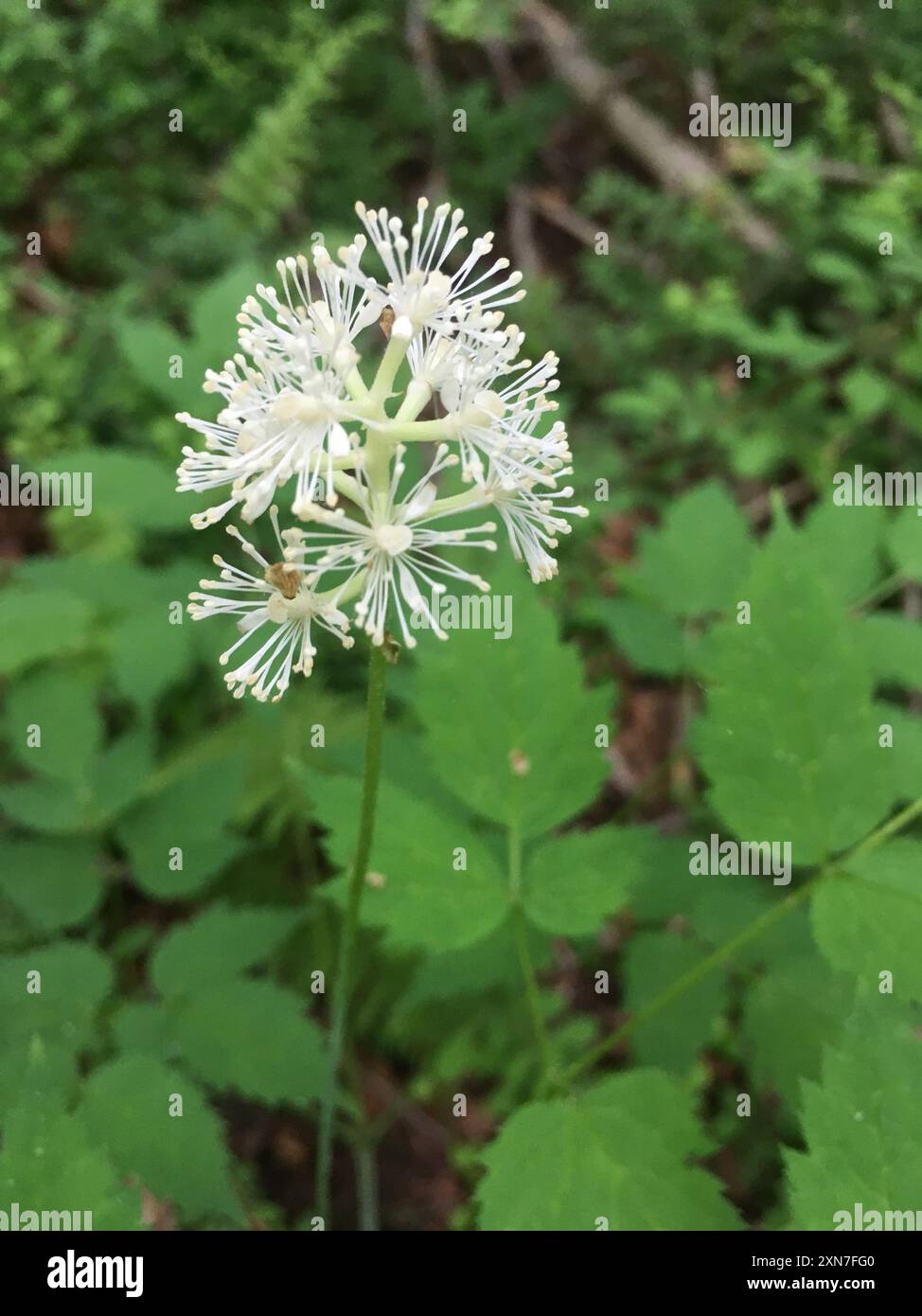 red baneberry (Actaea rubra) Plantae Stock Photo - Alamy