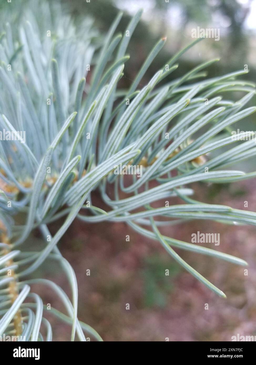 white fir (Abies concolor) Plantae Stock Photo - Alamy