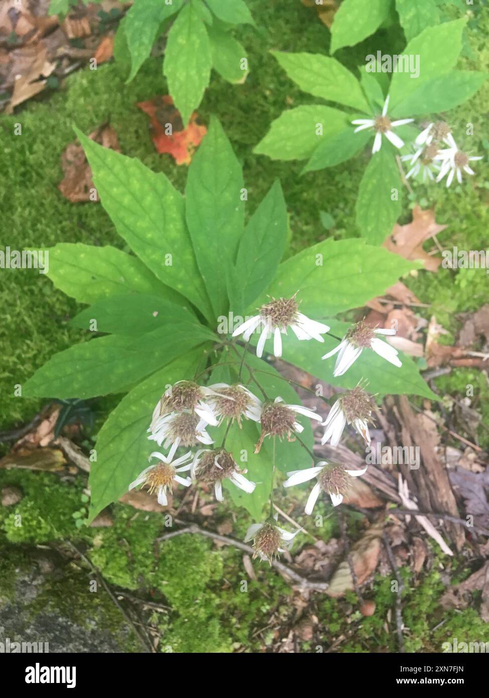 whorled wood aster (Oclemena acuminata) Plantae Stock Photo - Alamy