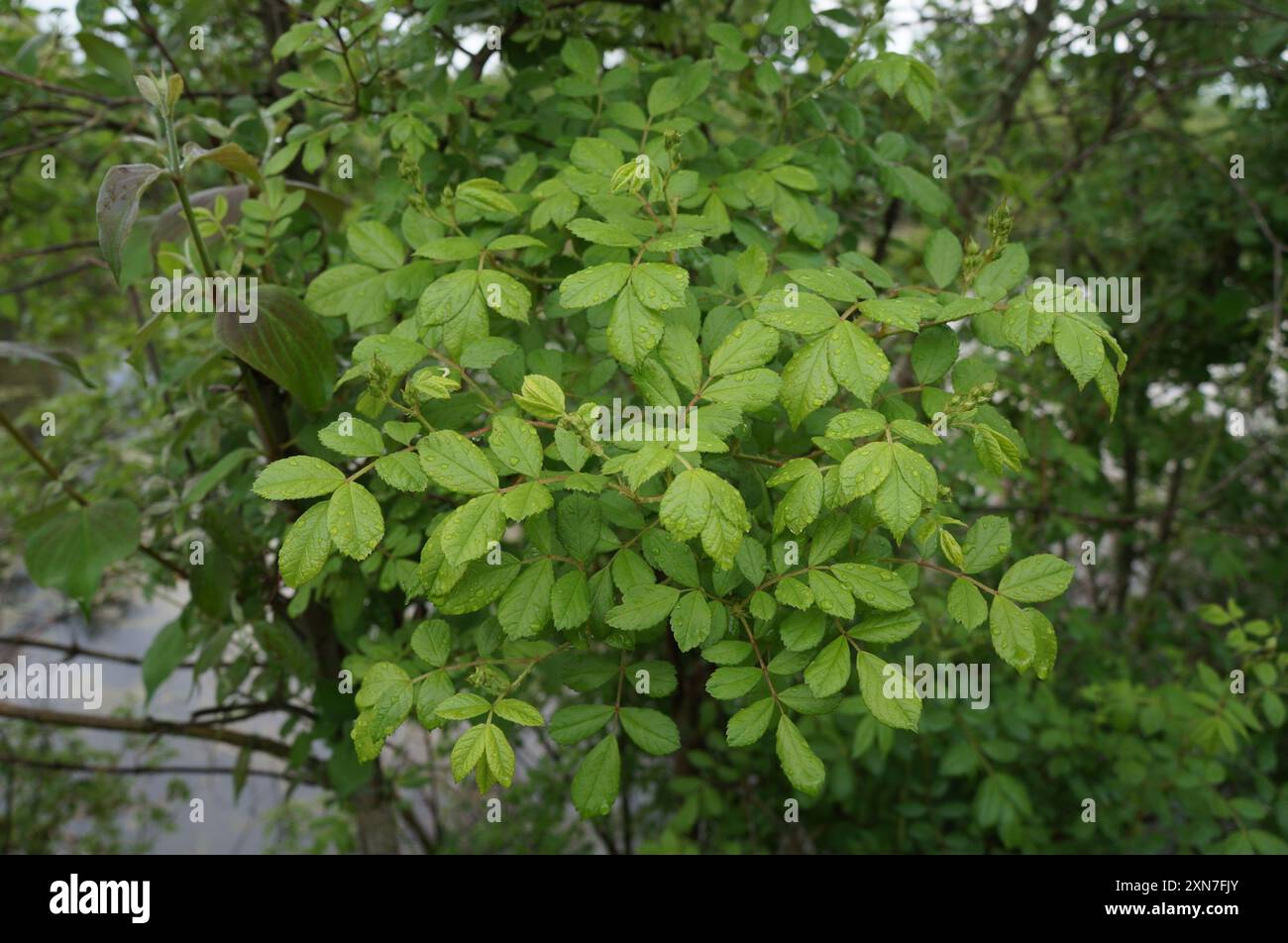 multiflora rose (Rosa multiflora) Plantae Stock Photo - Alamy