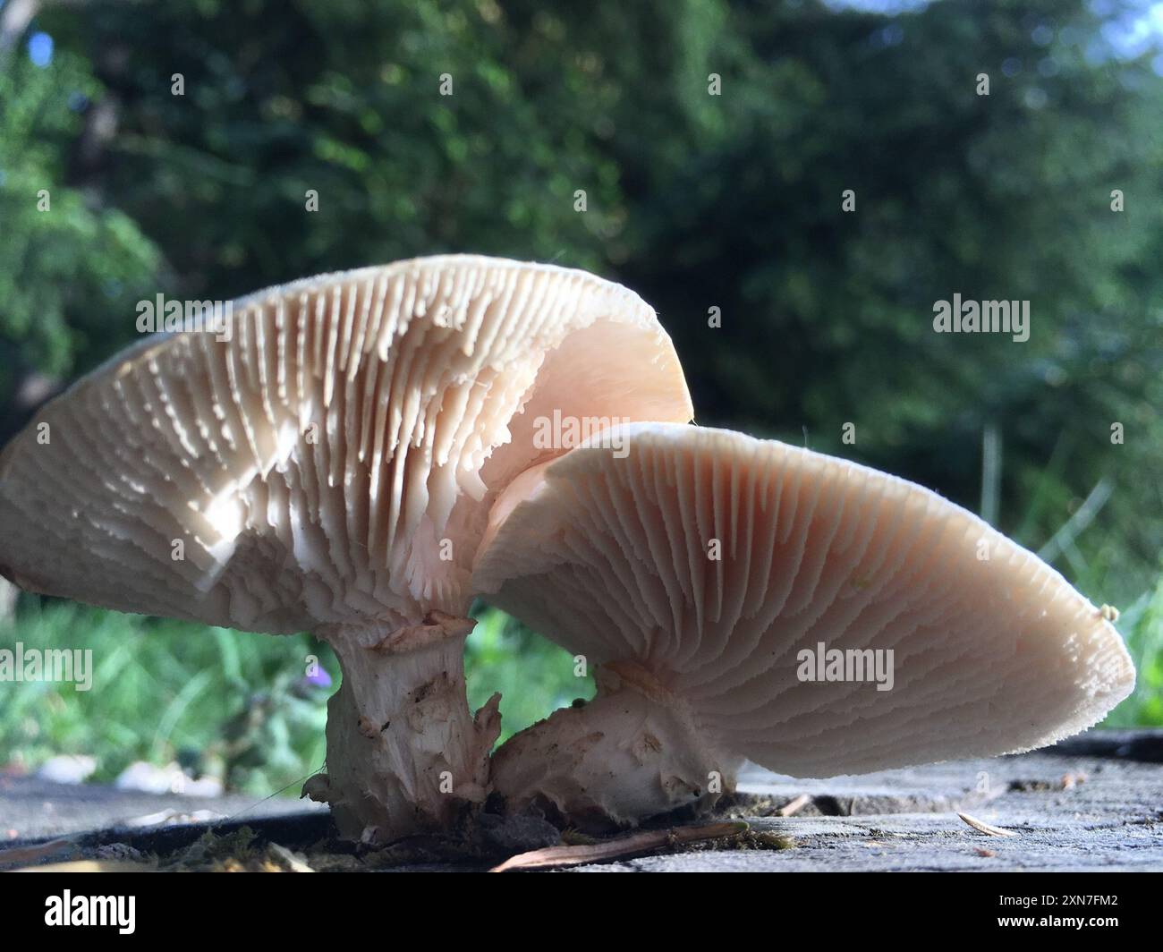 Trainwrecker (Neolentinus lepideus) Fungi Stock Photo - Alamy