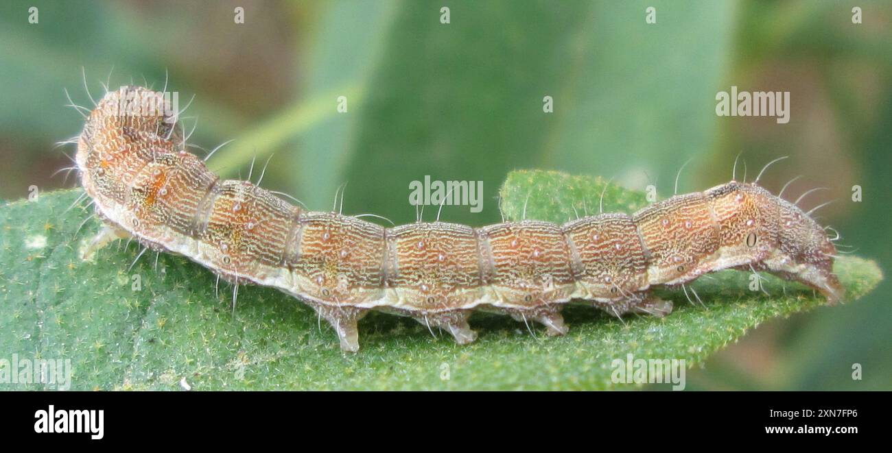 Cotton Bollworm Moth (Helicoverpa armigera) Insecta Stock Photo - Alamy