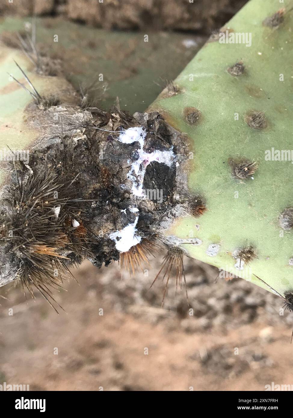Cochineal Scale Bugs (Dactylopius) Insecta Stock Photo - Alamy