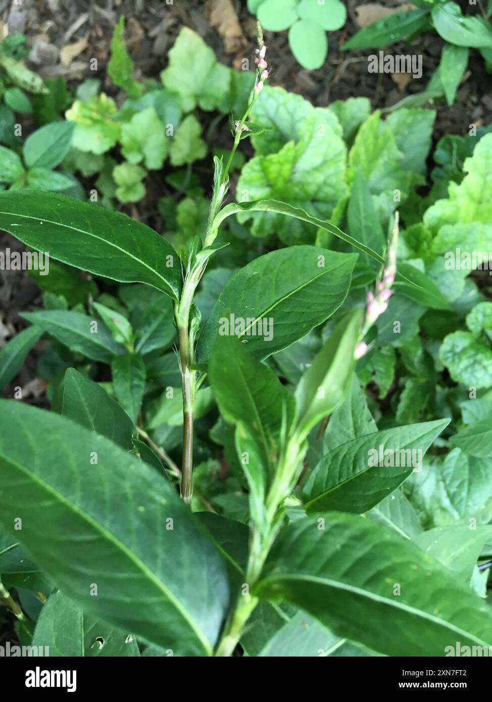 low smartweed (Persicaria longiseta) Plantae Stock Photo - Alamy