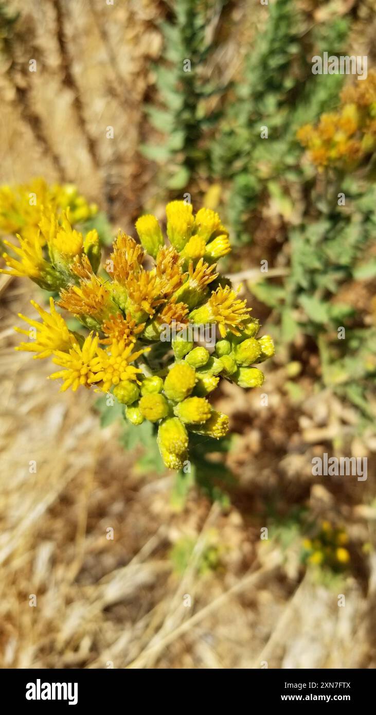 Coastal Goldenbush (Isocoma menziesii) Plantae Stock Photo - Alamy