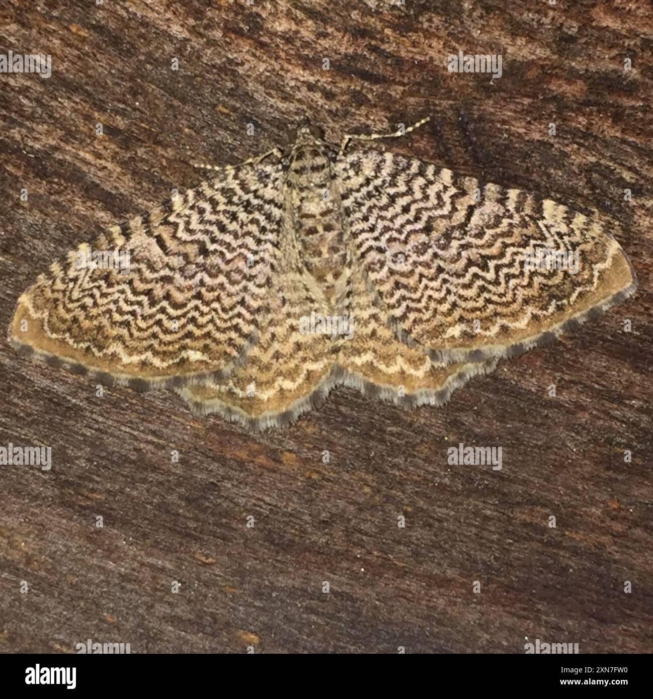 Cherry Scallop Shell Moth (Hydria prunivorata) Insecta Stock Photo - Alamy