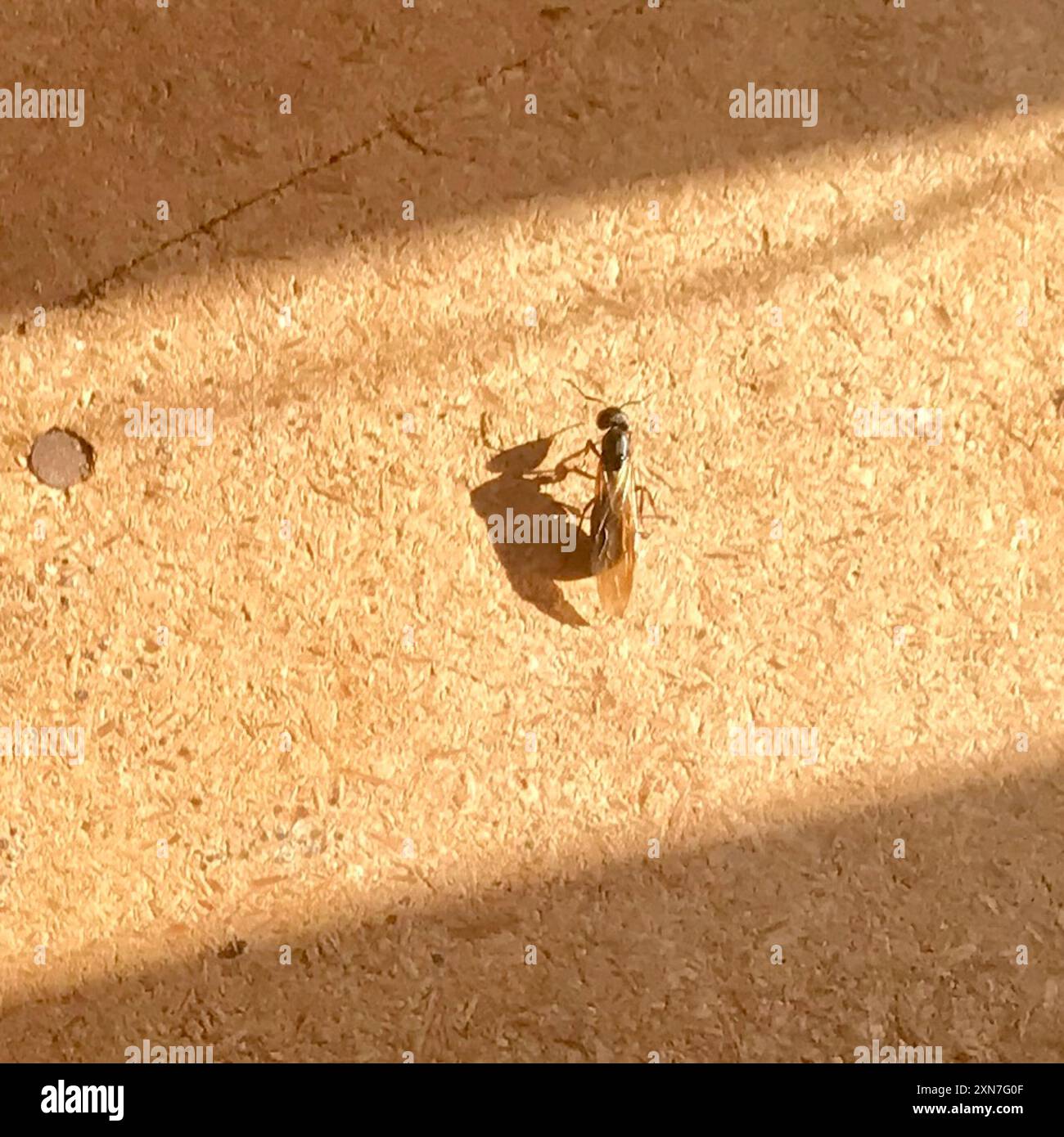 Carpenter Ants, Typical Sugar Ants and Allies (Camponotus) Insecta ...