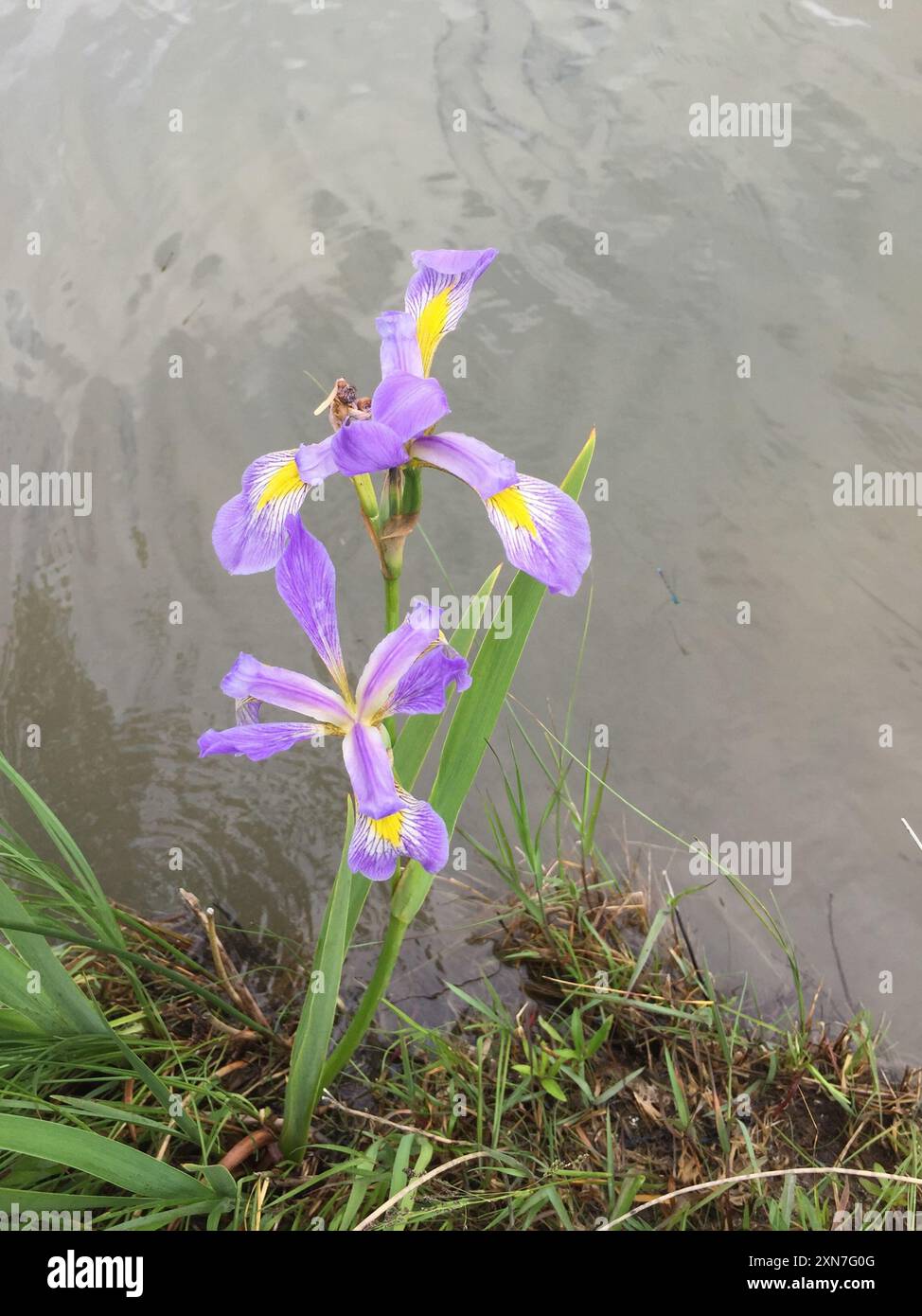 southern blue flag (Iris virginica) Plantae Stock Photo - Alamy