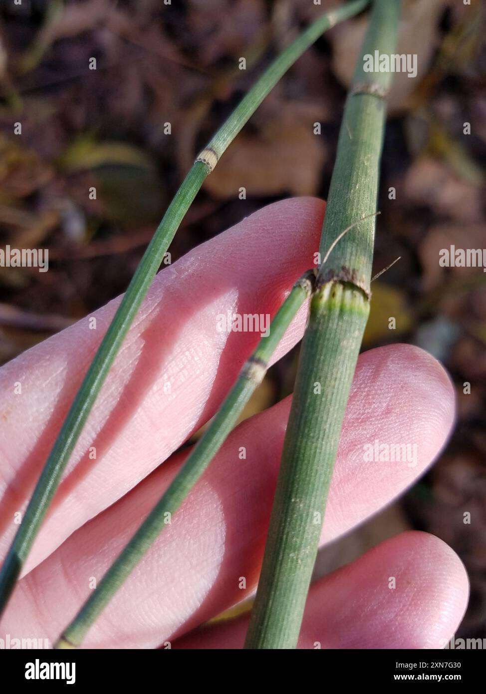 rough horsetail (Equisetum hyemale) Plantae Stock Photo - Alamy