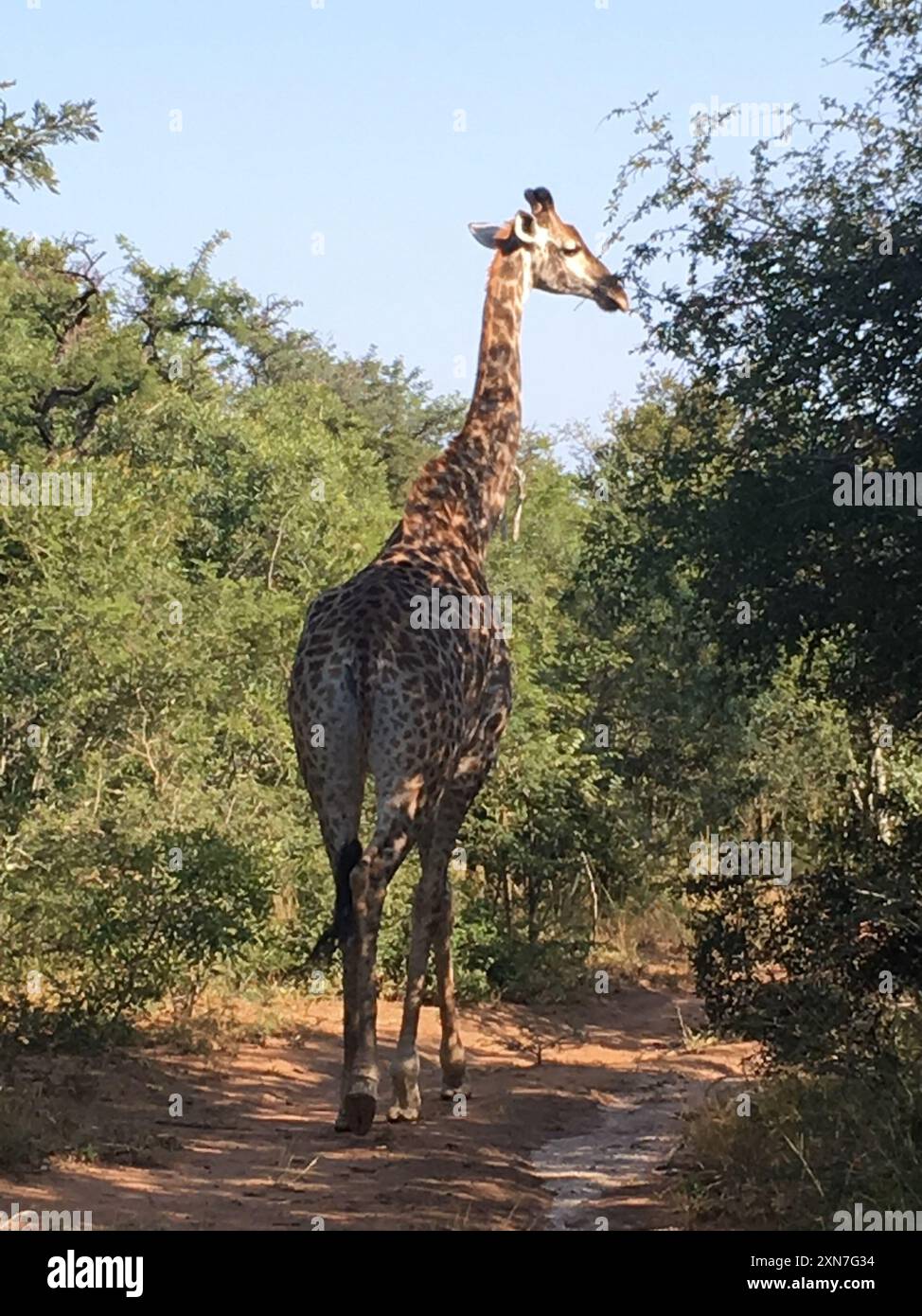 Southern African Giraffe (Giraffa giraffa giraffa) Mammalia Stock Photo ...