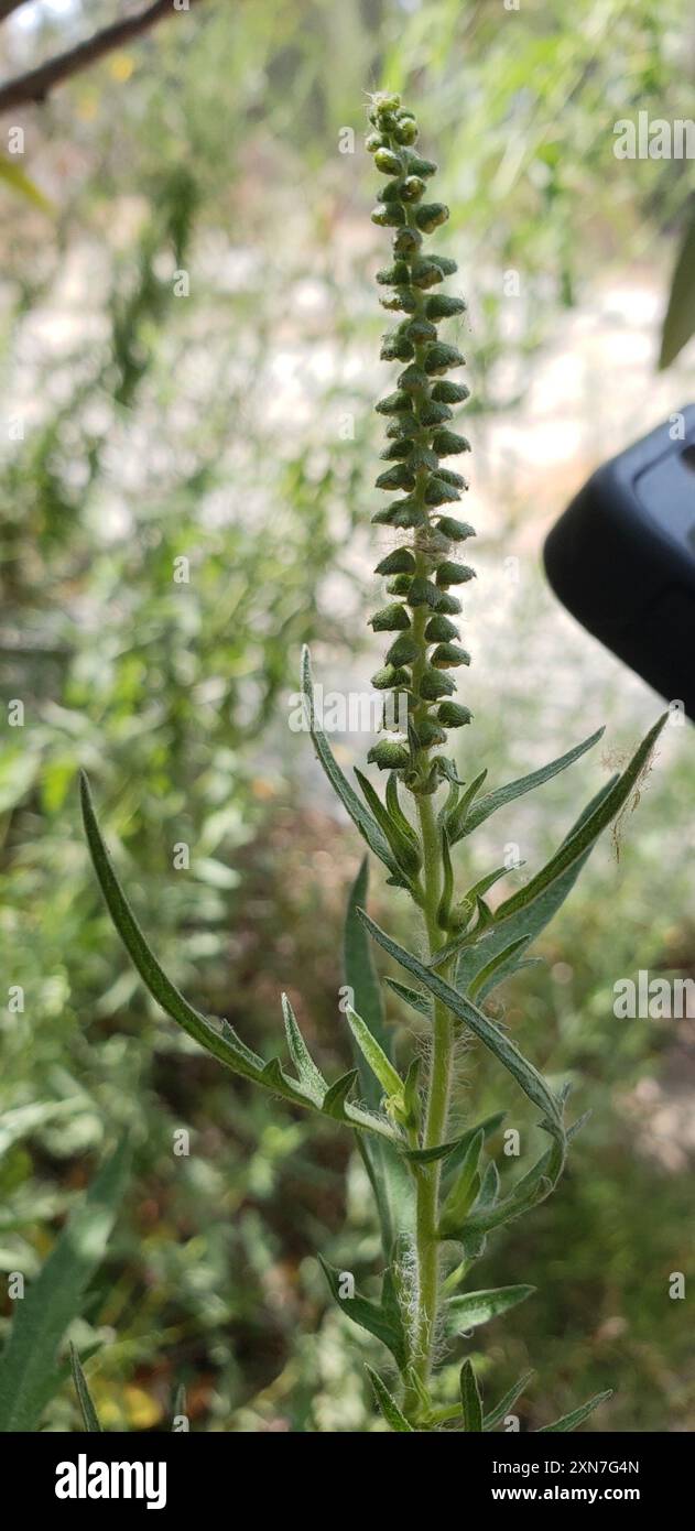 western ragweed (Ambrosia psilostachya) Plantae Stock Photo - Alamy