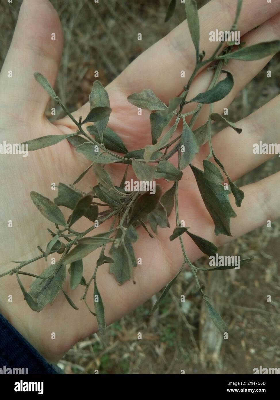 groundsel tree (Baccharis halimifolia) Plantae Stock Photo - Alamy