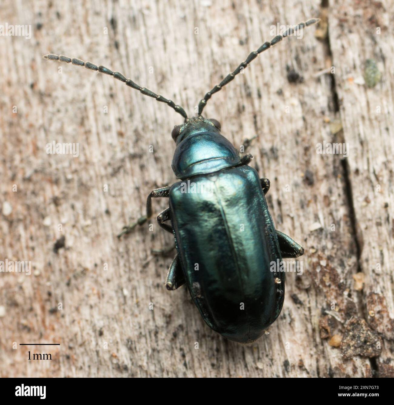 (Altica bimarginata) Insecta Stock Photo - Alamy