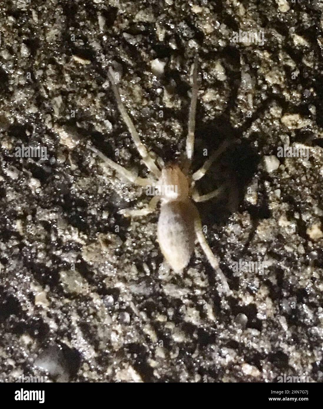 Typical Spiders (Araneomorphae) Arachnida Stock Photo - Alamy