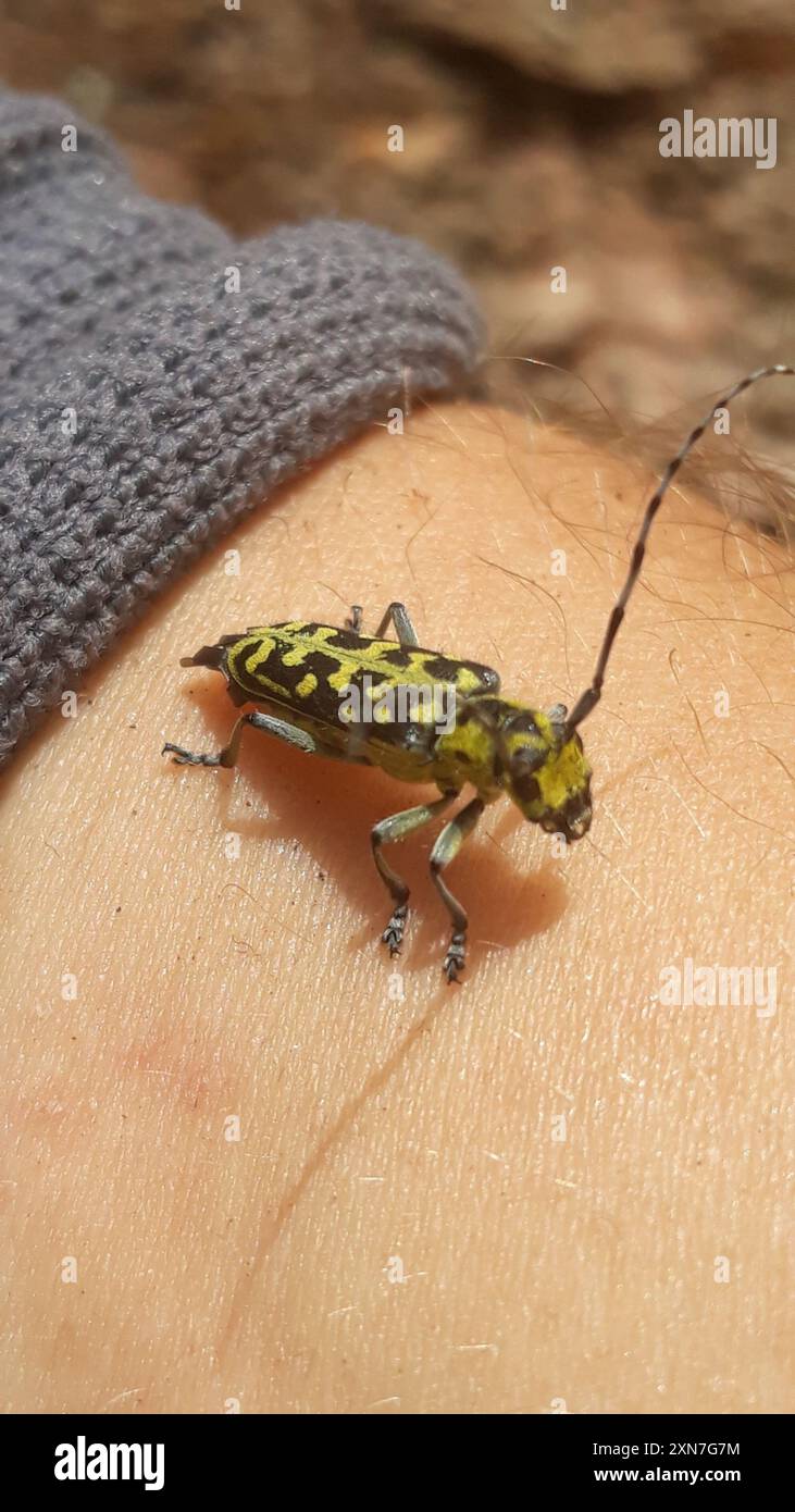 Ladder-marked Longhorn Beetle (Saperda scalaris) Insecta Stock Photo ...