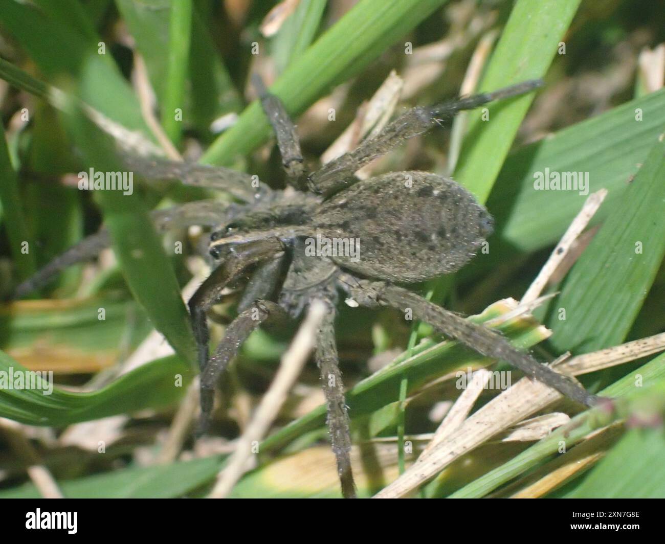 Wetland Giant Wolf Spider (Tigrosa helluo) Arachnida Stock Photo - Alamy