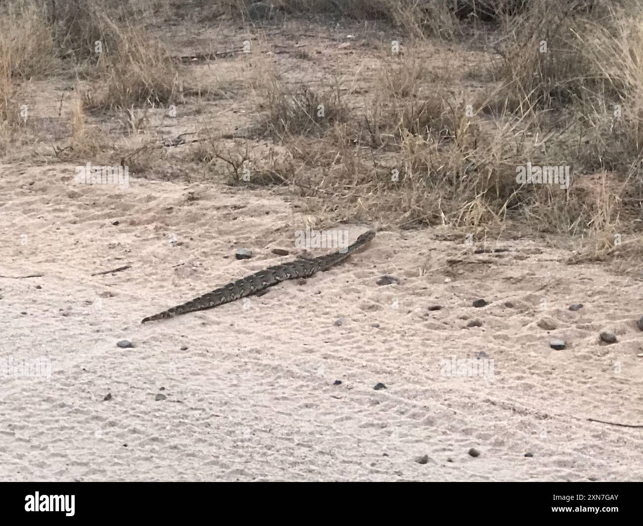 Common Puff Adder (Bitis arietans arietans) Reptilia Stock Photo - Alamy
