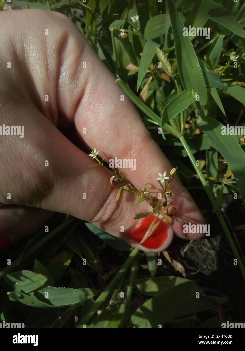 green carpetweed (Mollugo verticillata) Plantae Stock Photo - Alamy