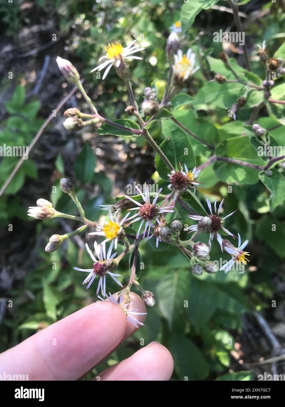 large-leaved aster (Eurybia macrophylla) Plantae Stock Photo - Alamy