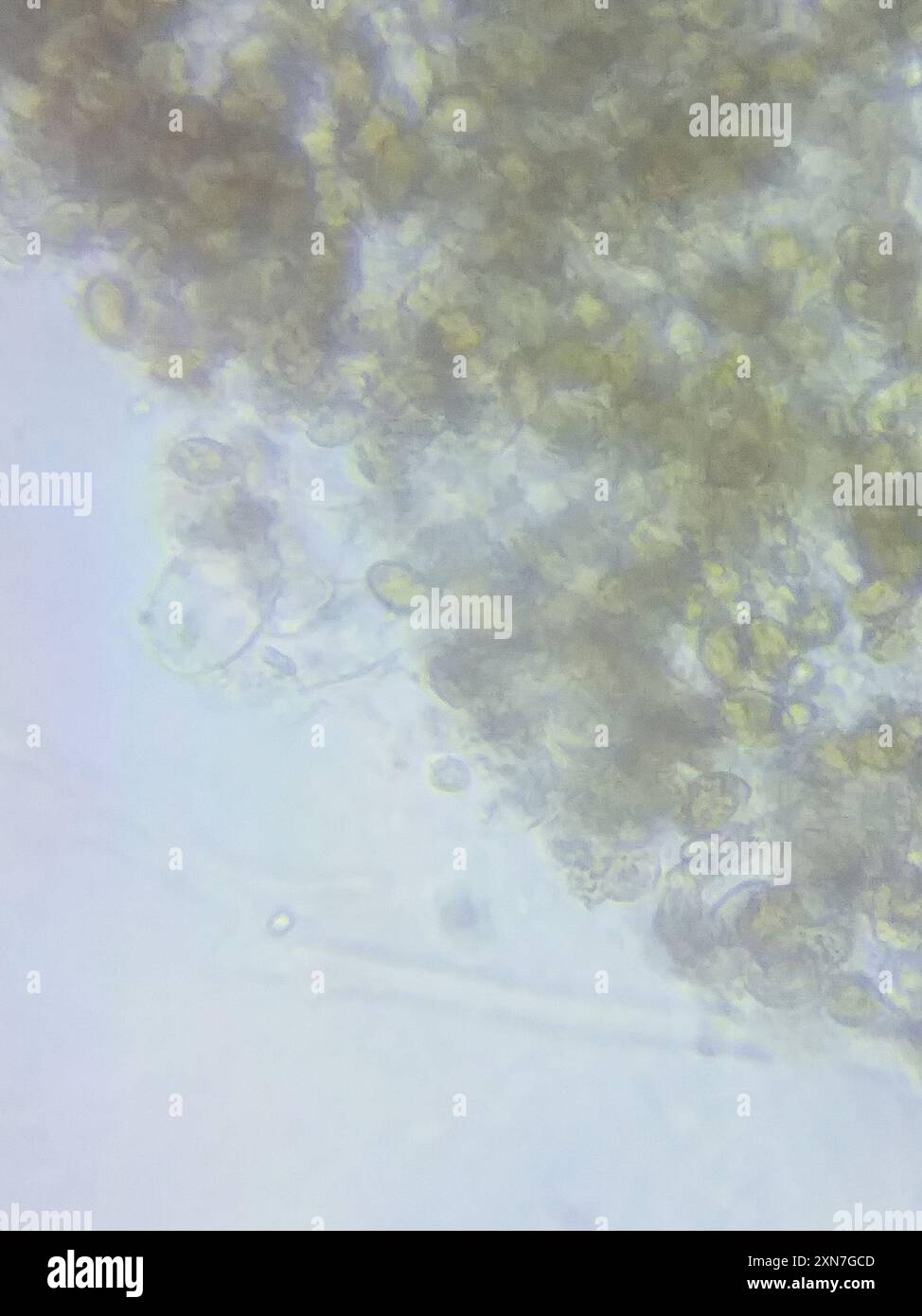 green webcap (Cortinarius scaurus) Fungi Stock Photo - Alamy