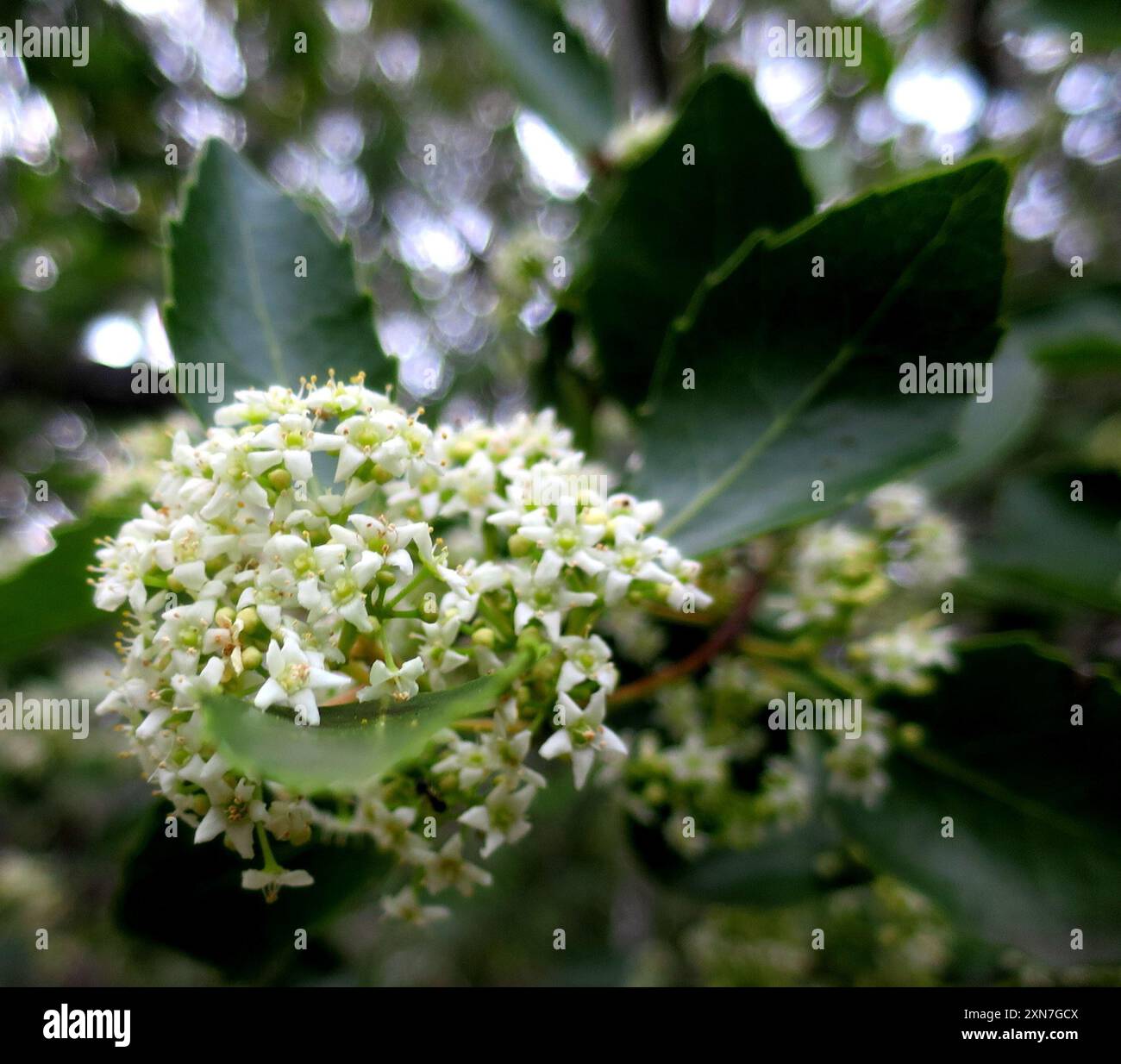 Forest spoonwood (Cassine peragua peragua) Plantae Stock Photo - Alamy