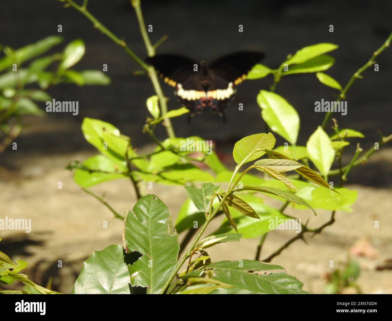 Common Mormon Swallowtail (Papilio polytes) Insecta Stock Photo - Alamy