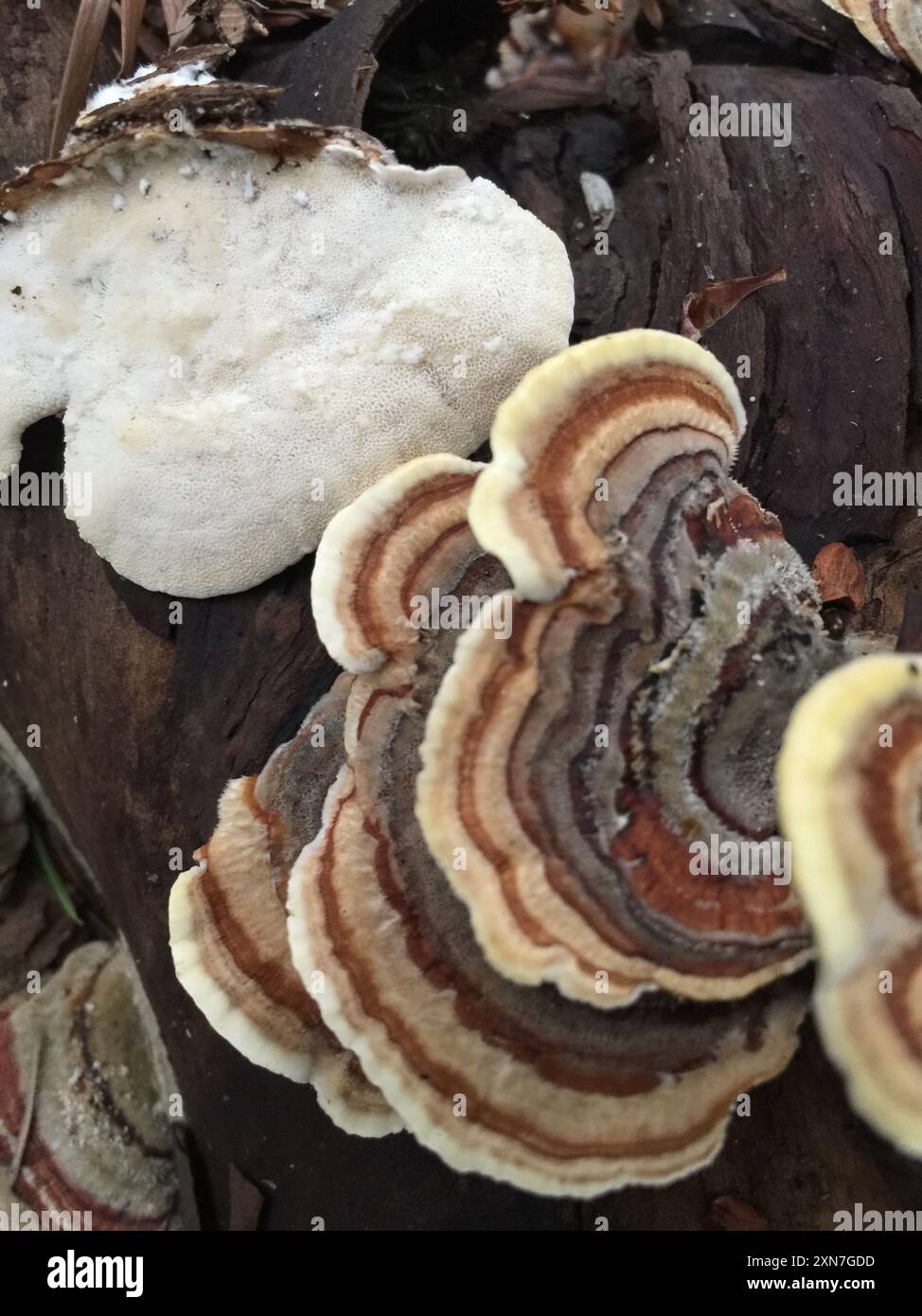 turkey-tail (Trametes versicolor) Fungi Stock Photo - Alamy