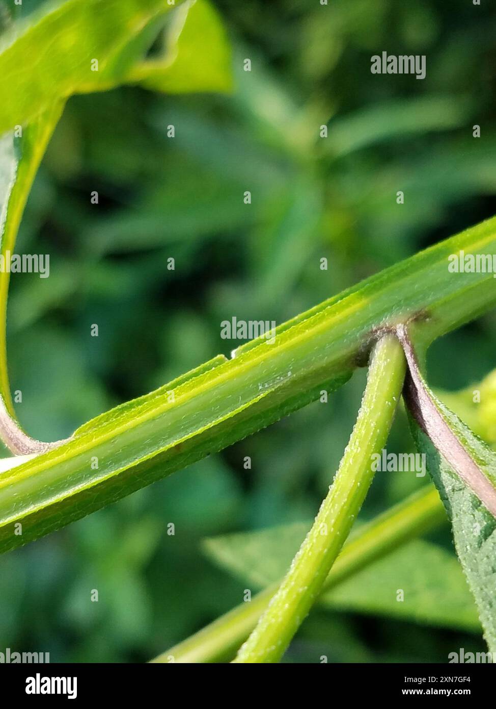 Wingstem (Verbesina alternifolia) Plantae Stock Photo - Alamy