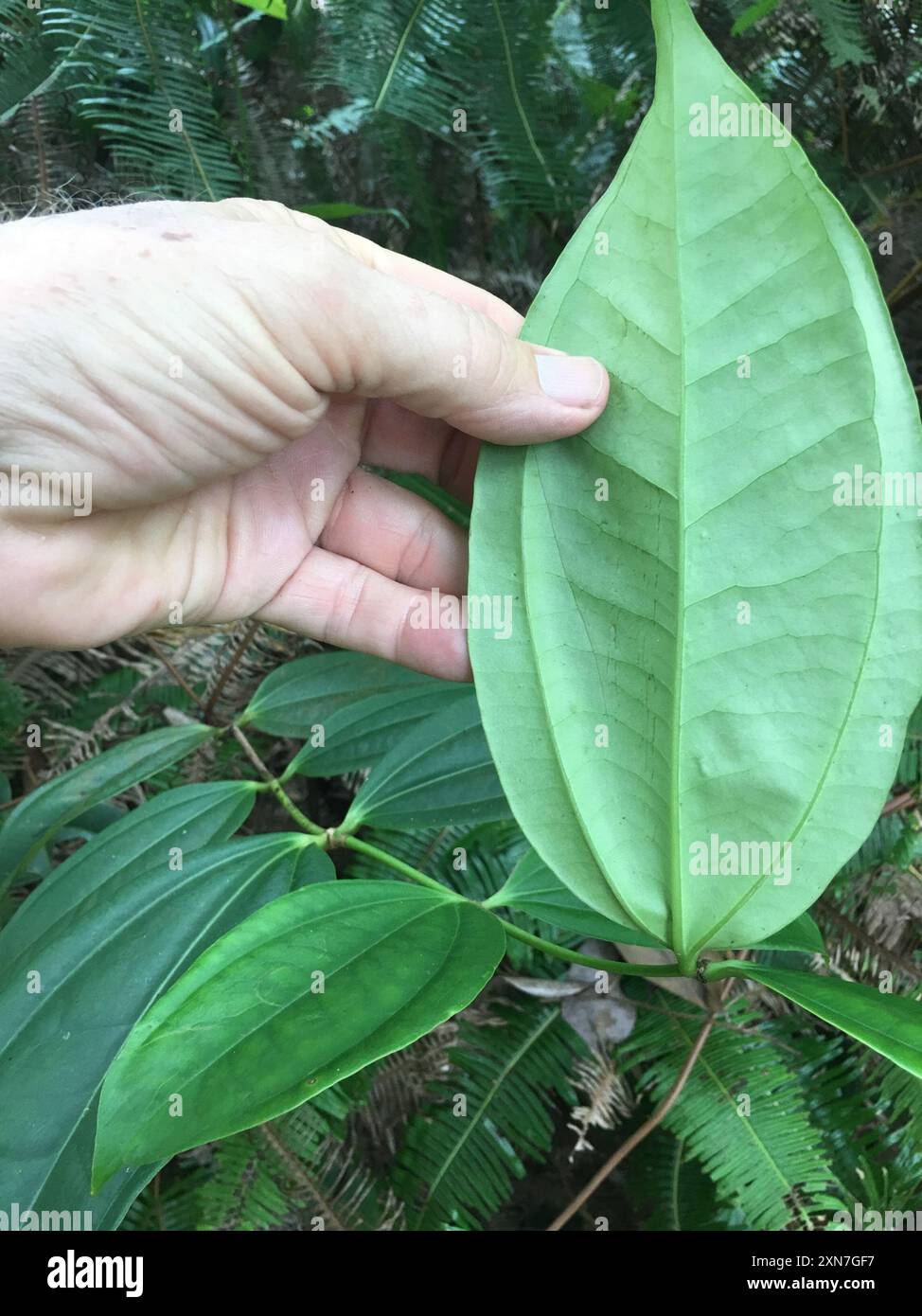 St. Ignatius' Bean (Strychnos ignatii) Plantae Stock Photo - Alamy