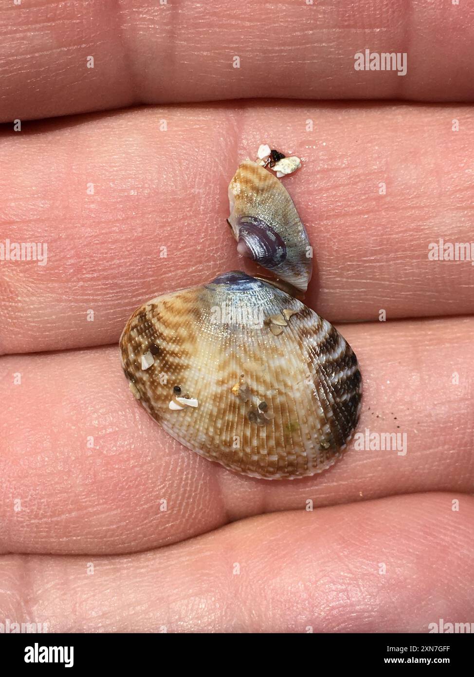 Japanese Littleneck (Ruditapes philippinarum) Mollusca Stock Photo - Alamy