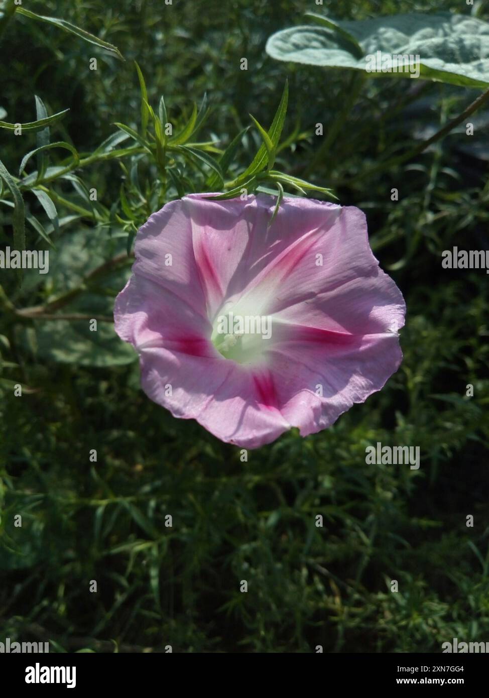 common morning-glory (Ipomoea purpurea) Plantae Stock Photo - Alamy