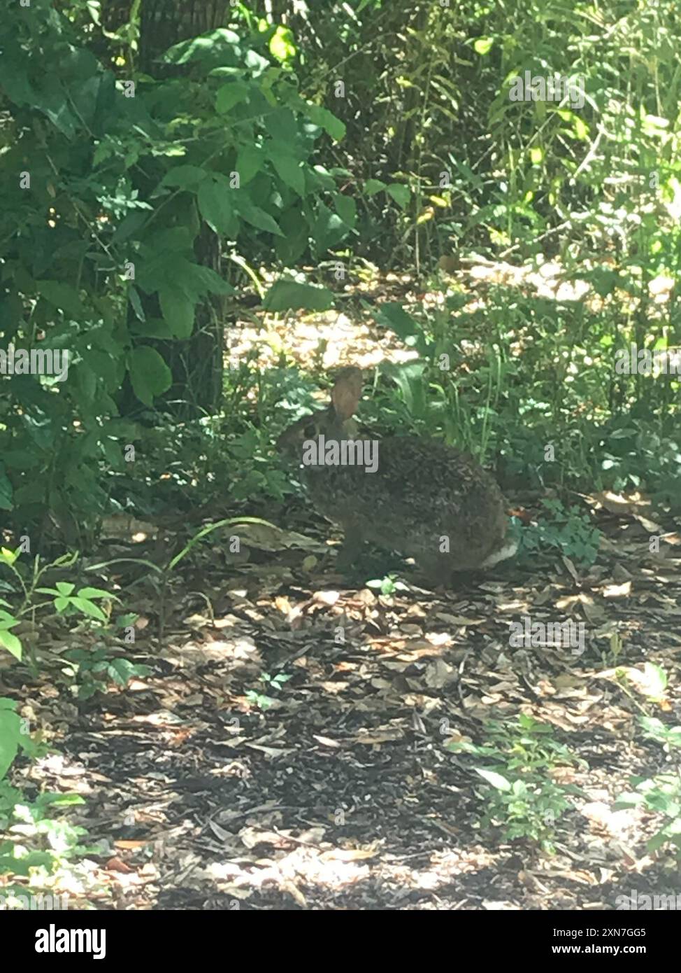 Swamp Rabbit (Sylvilagus aquaticus) Mammalia Stock Photo - Alamy