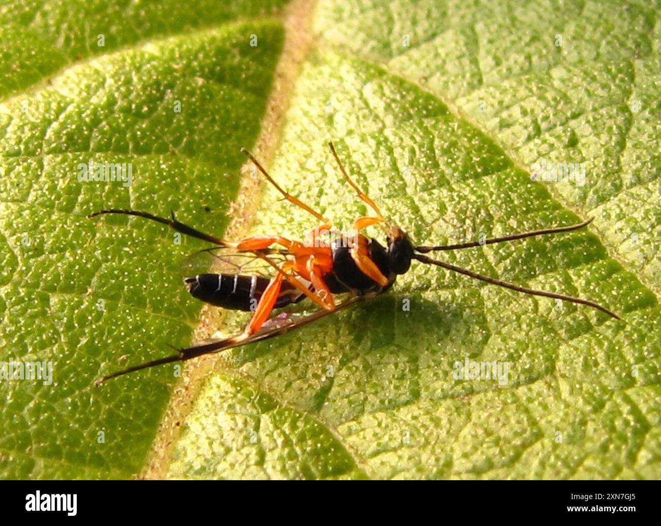 Parasitoid wasps hi-res stock photography and images - Alamy