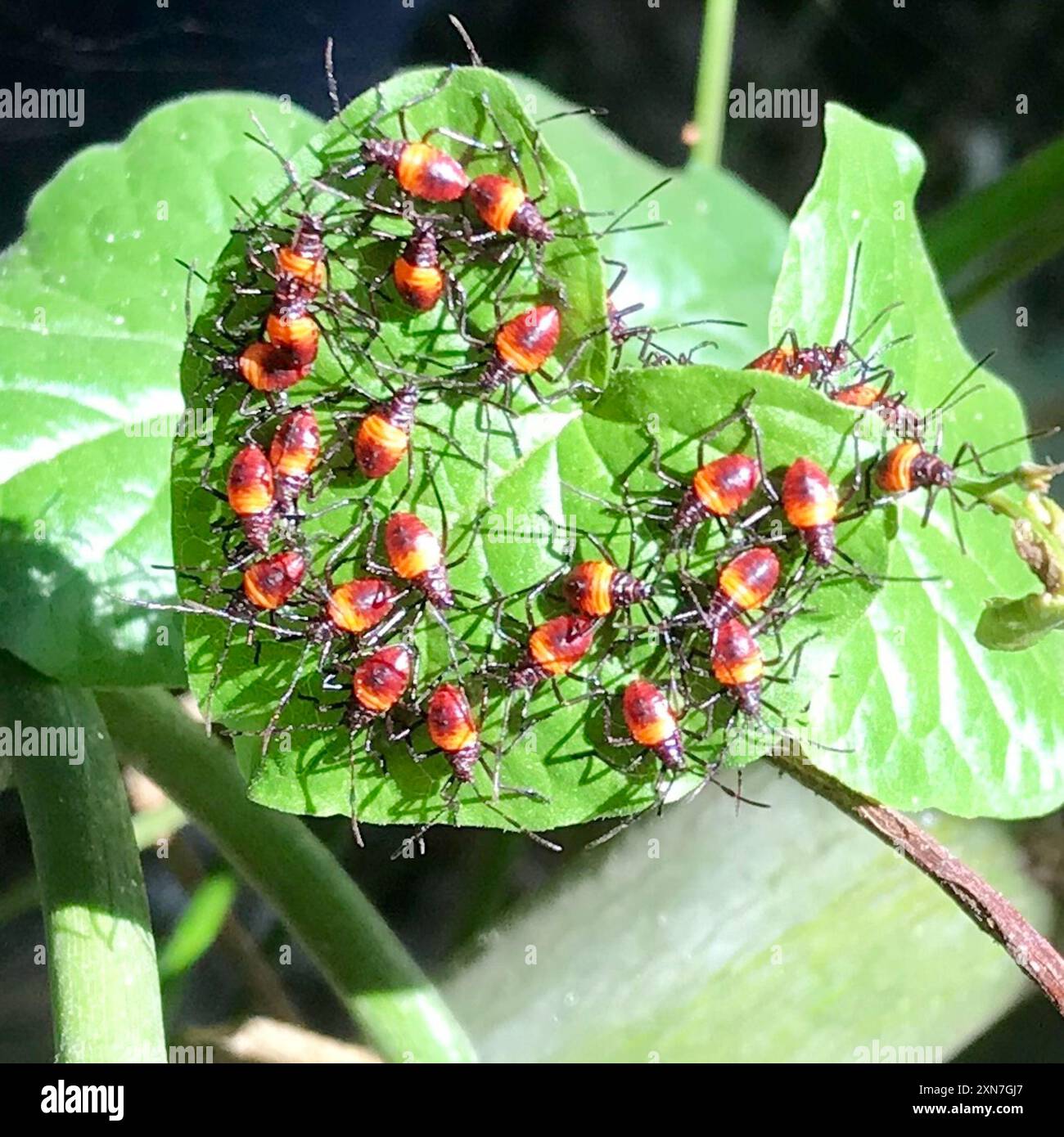 Leaf-footed Bugs (Coreidae) Insecta Stock Photo - Alamy