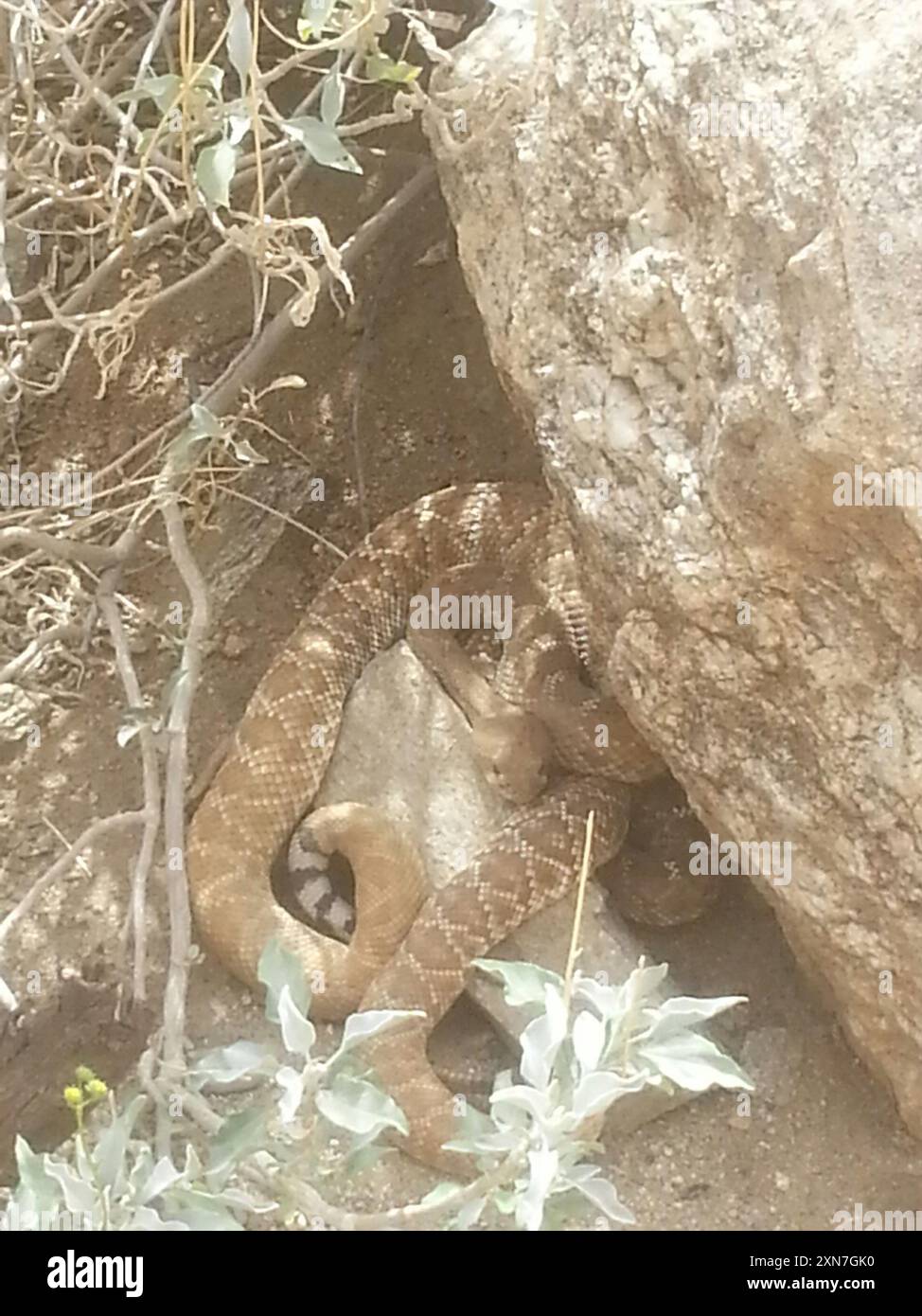 Red Diamond Rattlesnake (Crotalus ruber) Reptilia Stock Photo - Alamy
